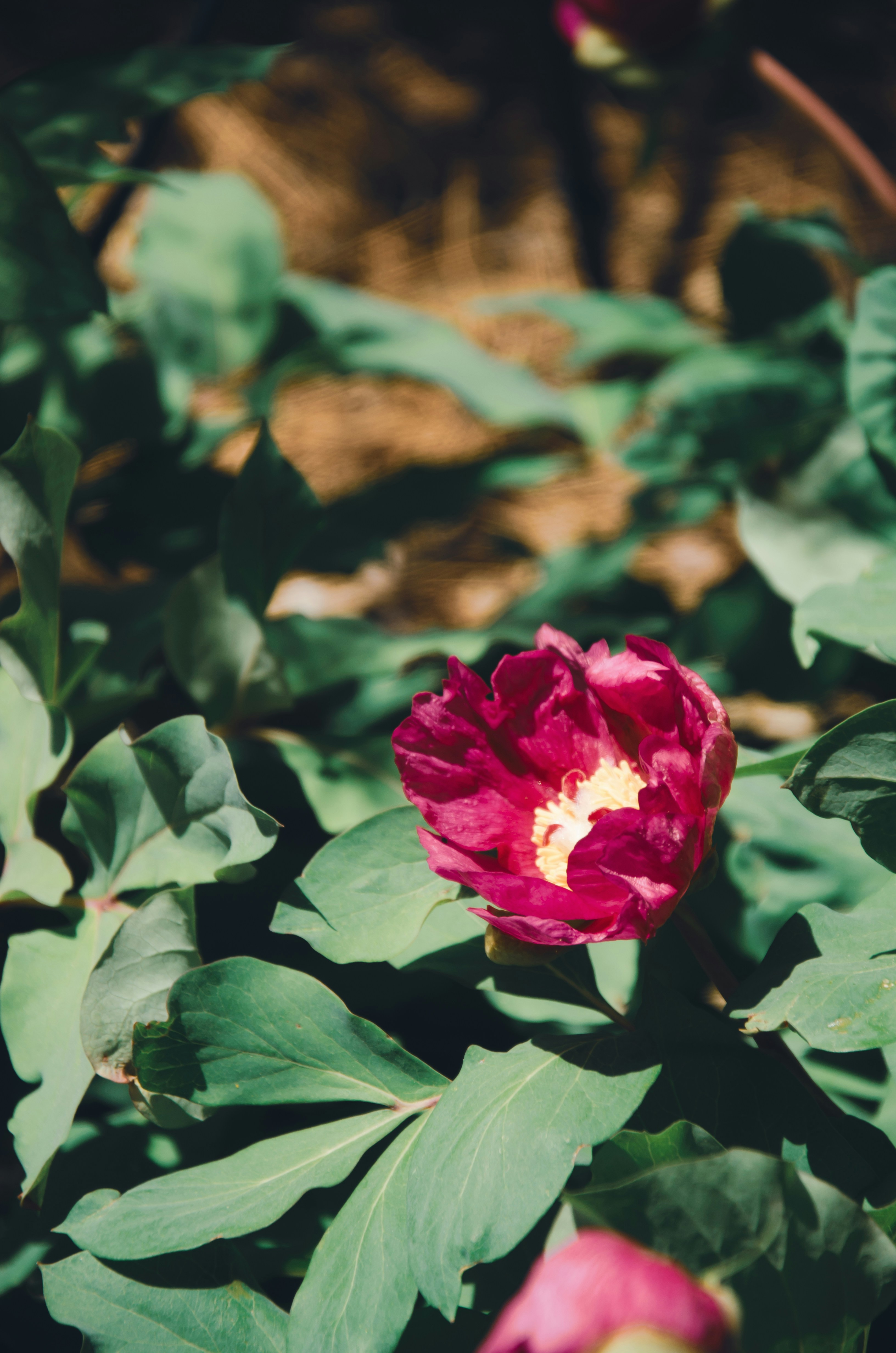 Crimson Peony Emerges from Deep Green Leaves