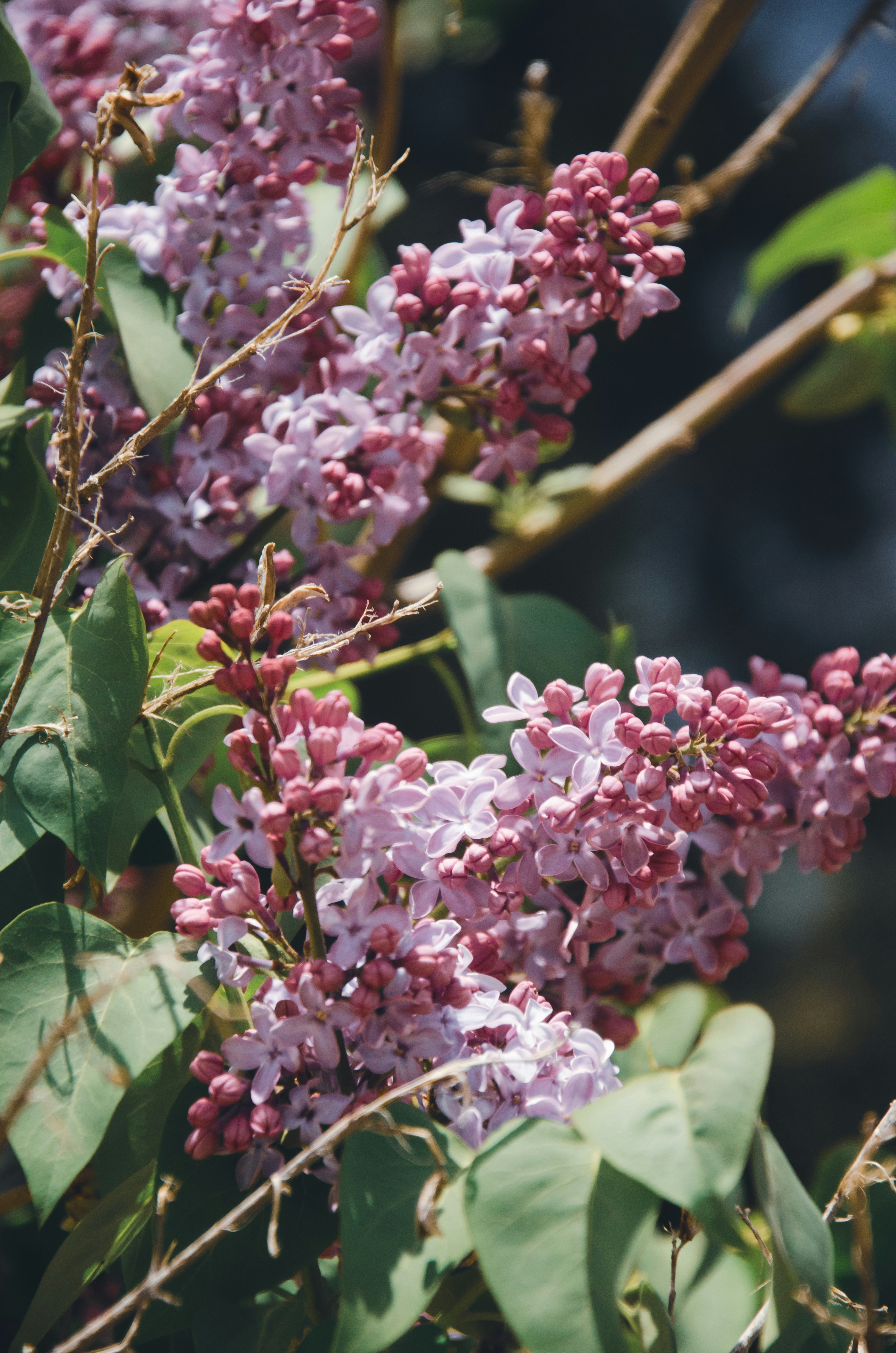 A close up of a plant with purple flowers photo – Free Cyprus Image on ...