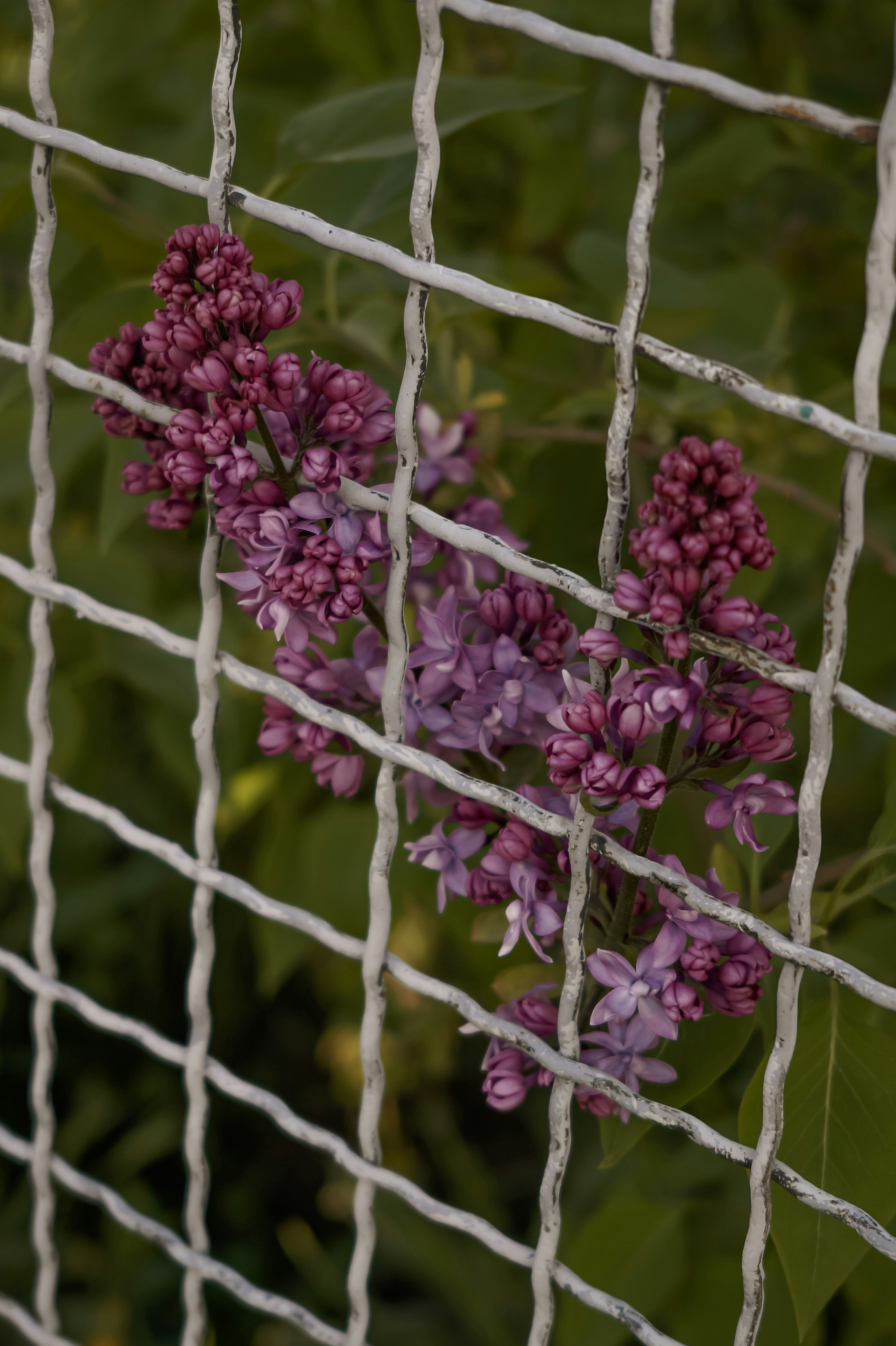 Close-up of purple lilac clusters pressed against a white, weathered lattice fence.