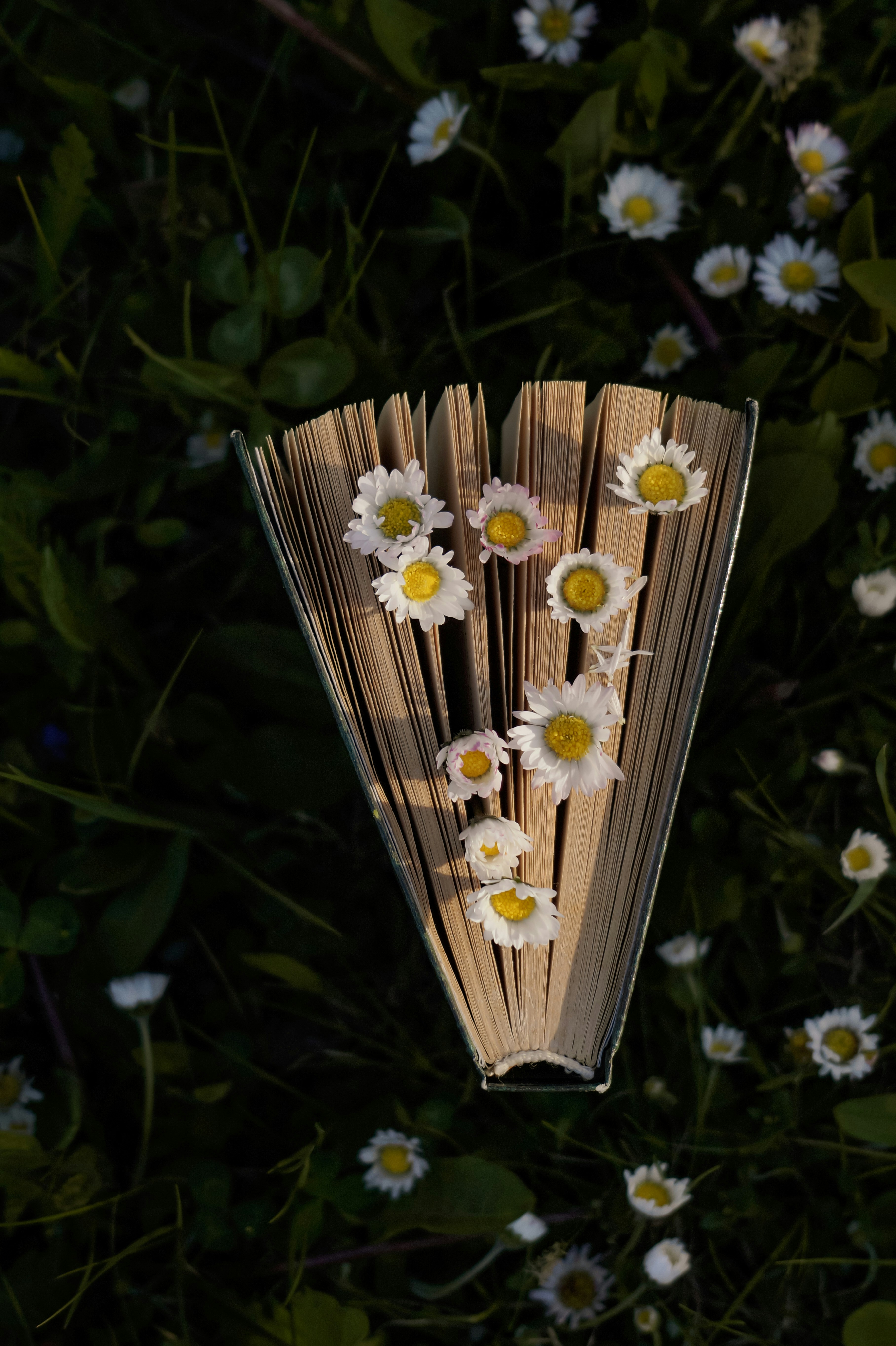 Open book rests among green foliage as daisies bloom along its aged pages, creating a tiny garden.