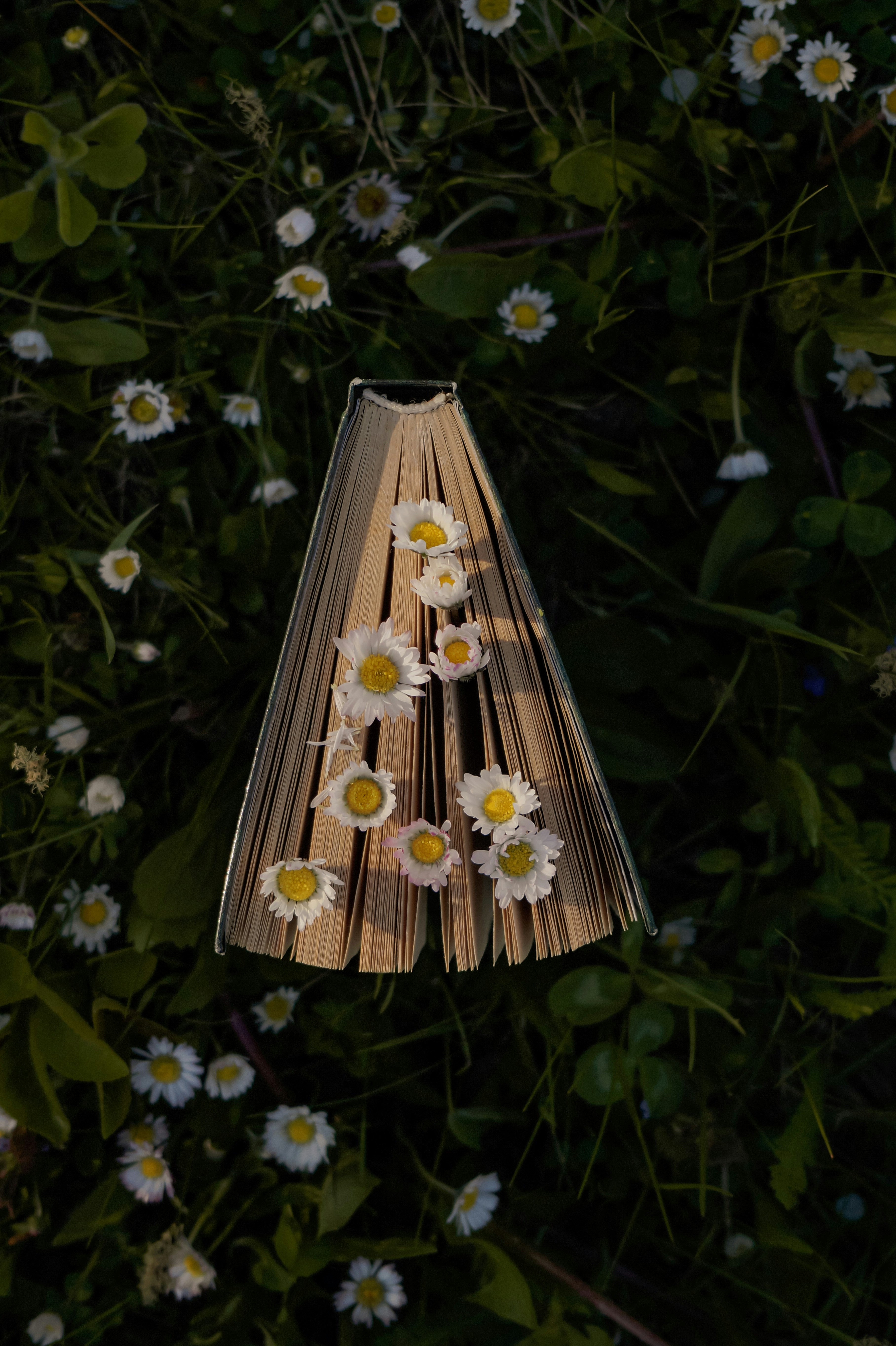 A fanned-open book acts as a delicate lantern, with white daisies tucked between the pages. The lush green background provides a soft, natural backdrop.