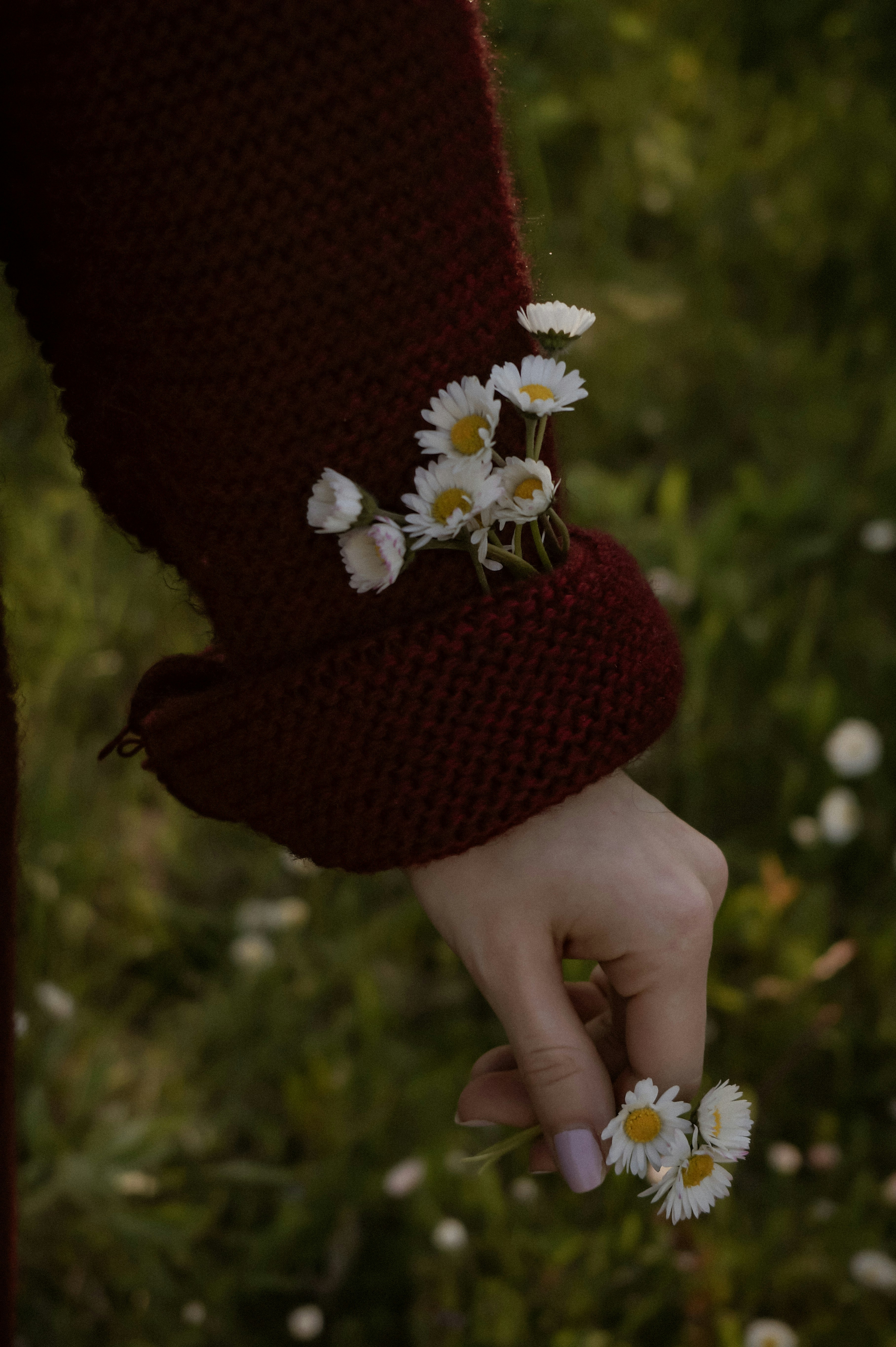 a hand holding a flower