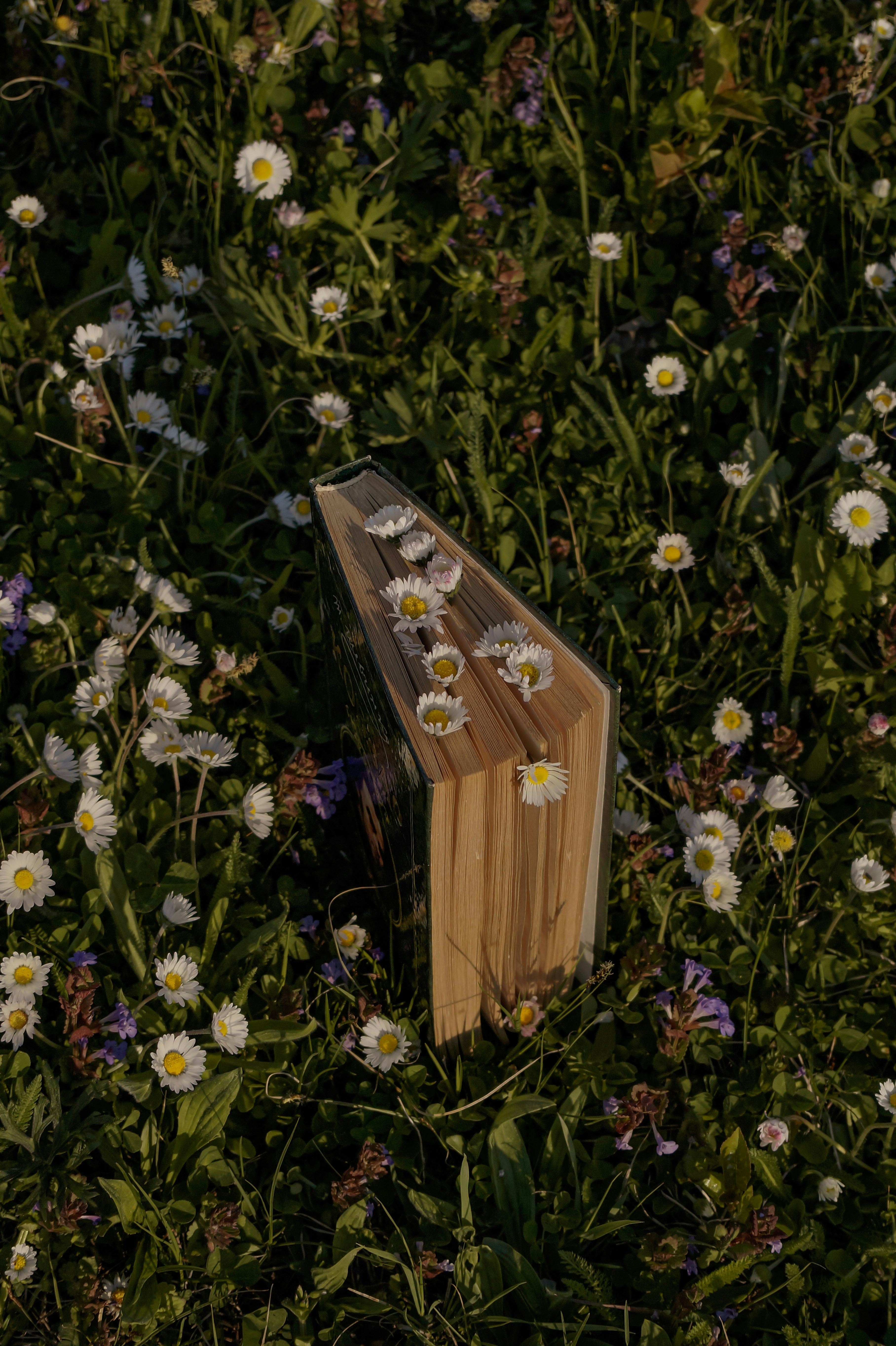 A weathered wooden book sculpture rests among white daisies in a sunlit meadow.