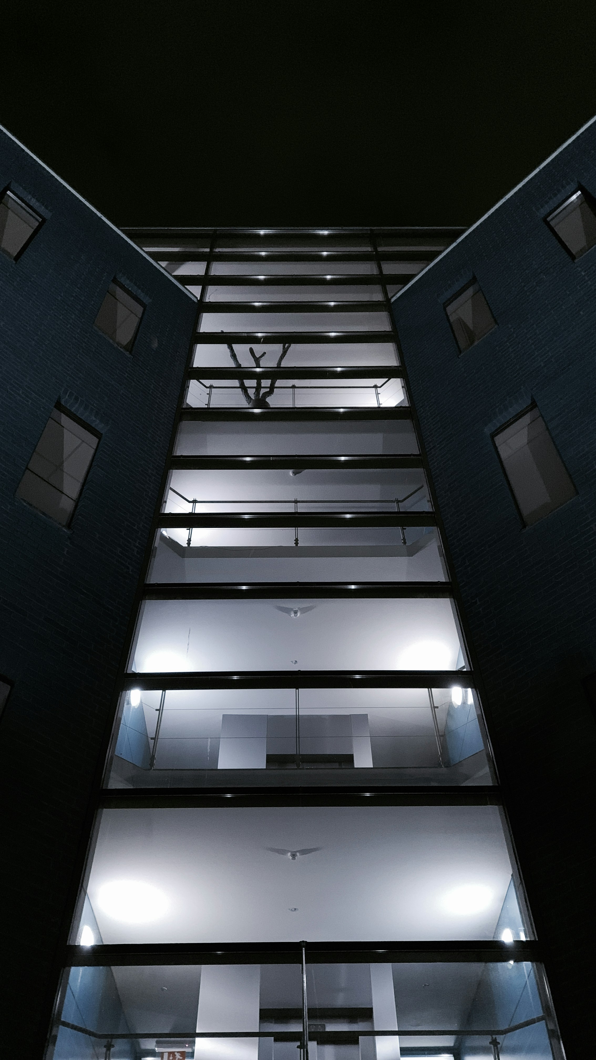 Tree Silhouette in a Nighttime Glass Atrium