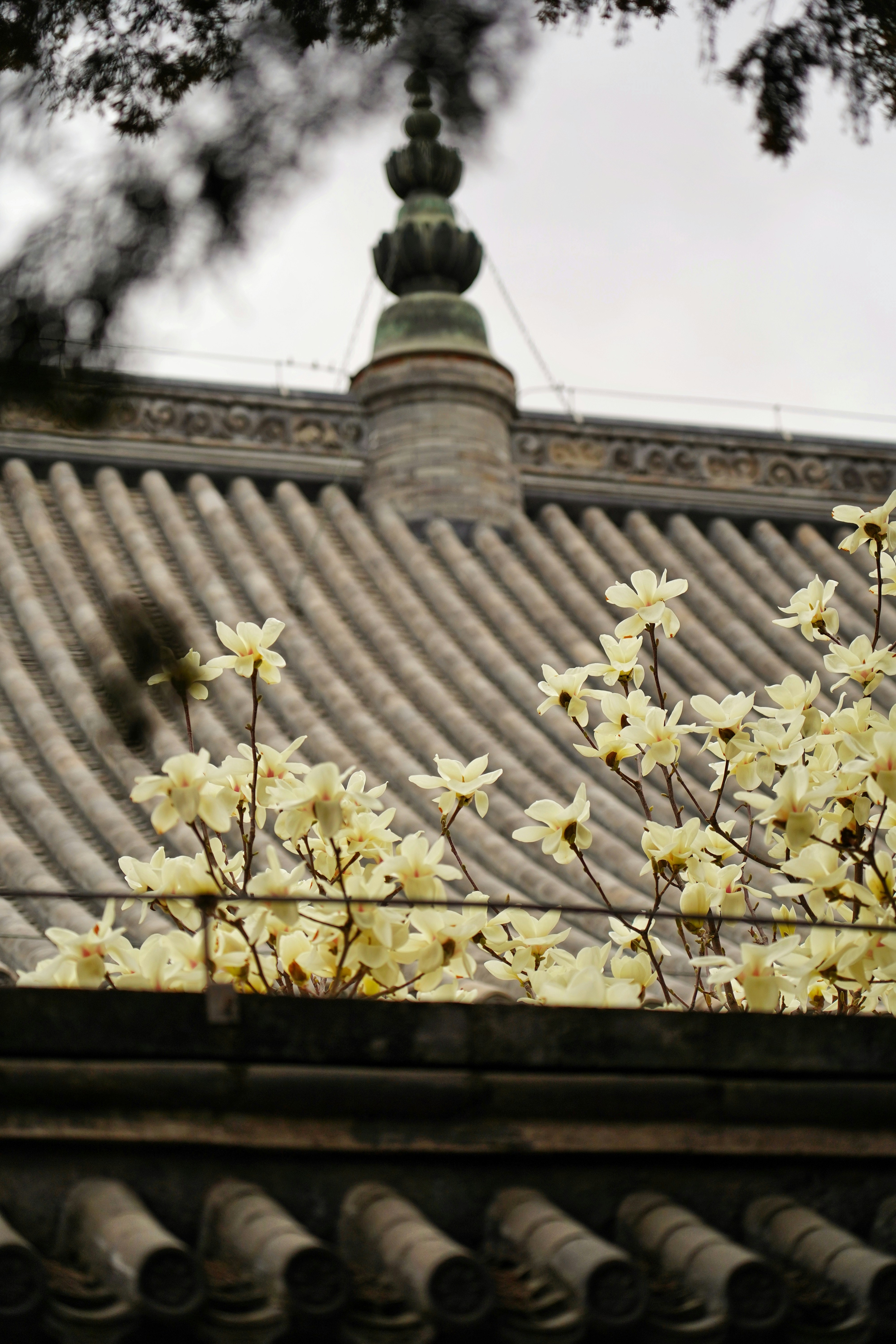 Delicate yellow magnolia blossoms contrast against the textured, traditional roof of an ancient structure. The scene evokes a sense of tranquility and renewal.