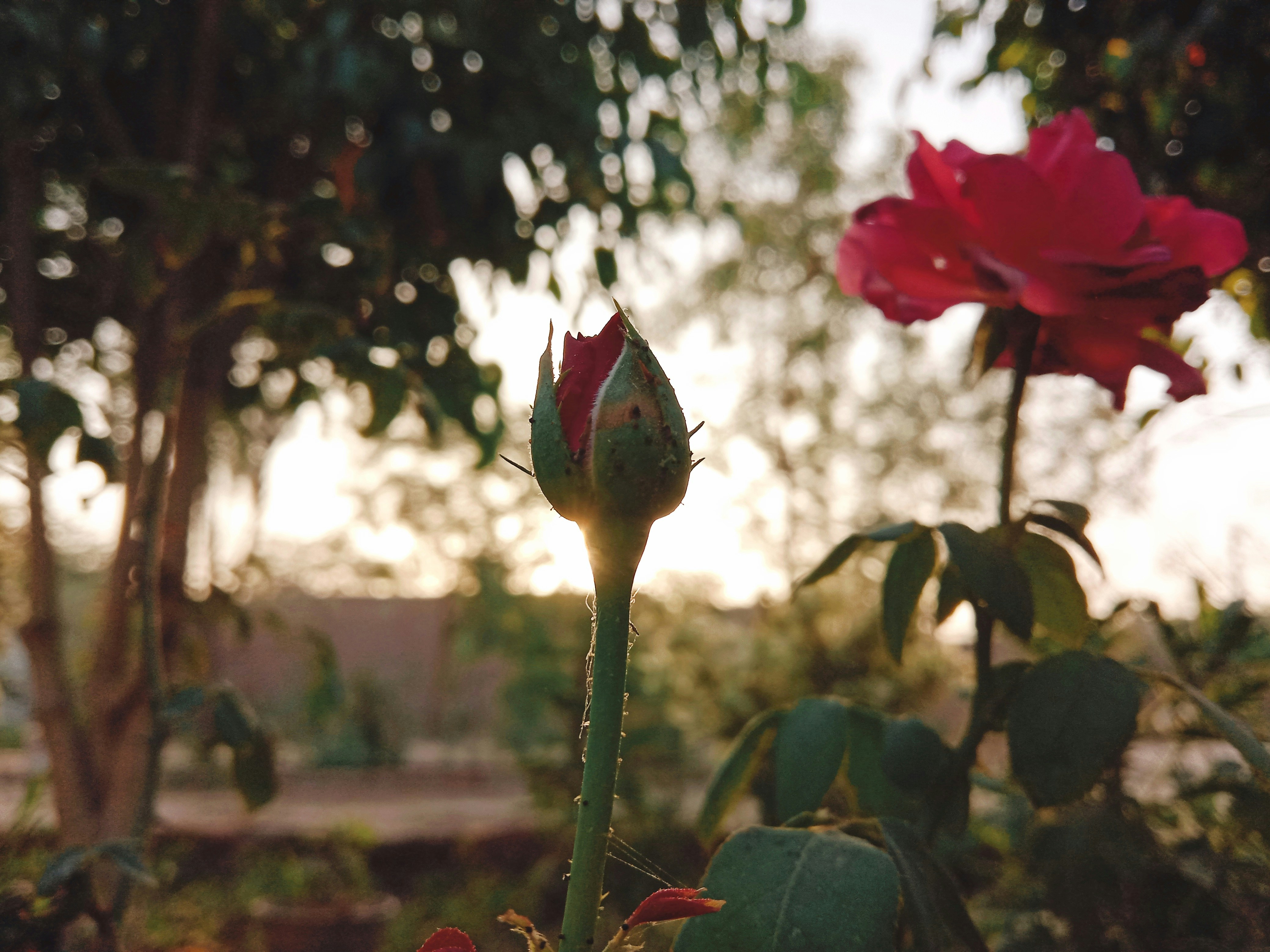 Sample photo from Vivo Y20