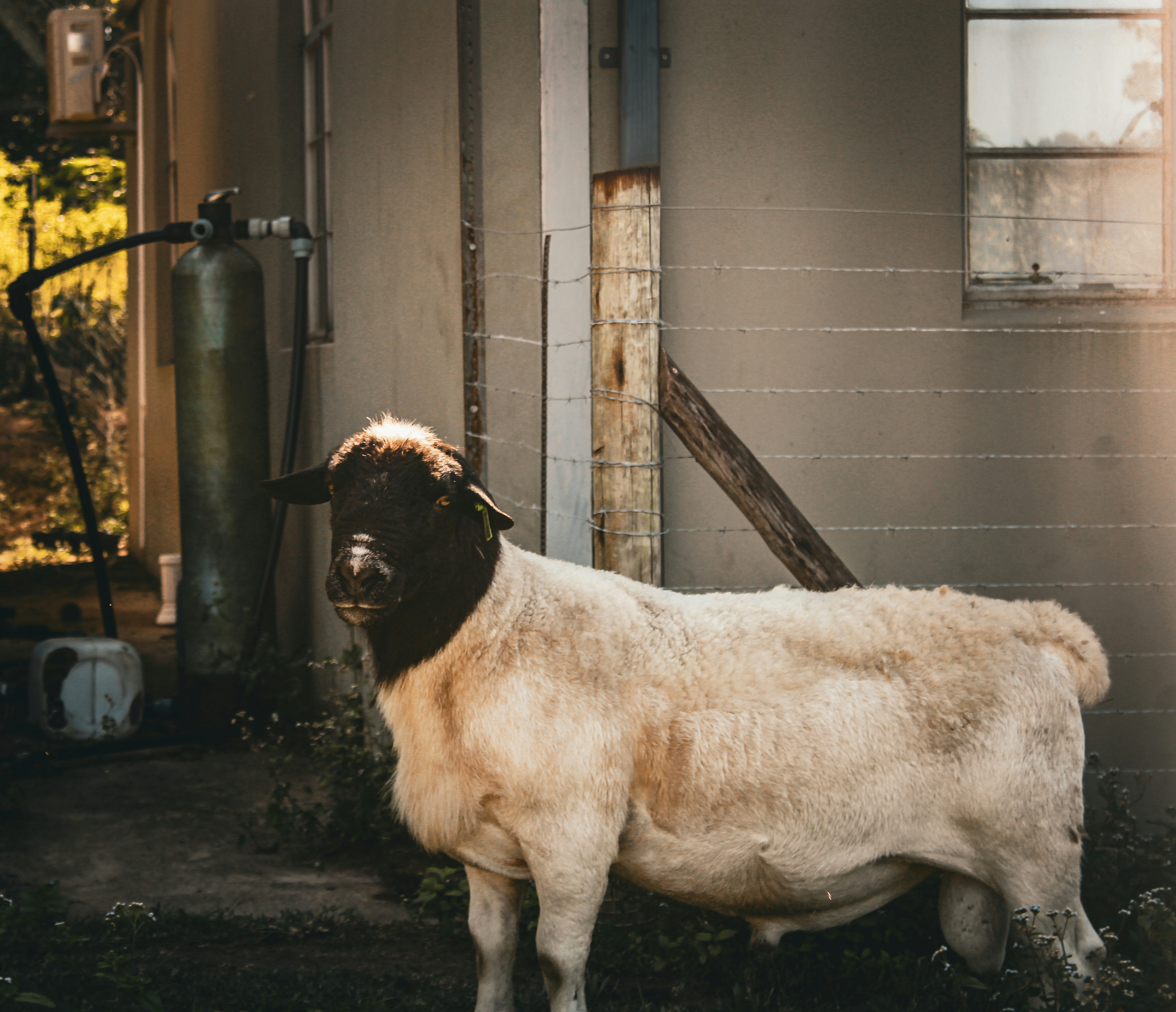 Coated Shed Guardian: A Woolly Herdsman Stands at Dusk