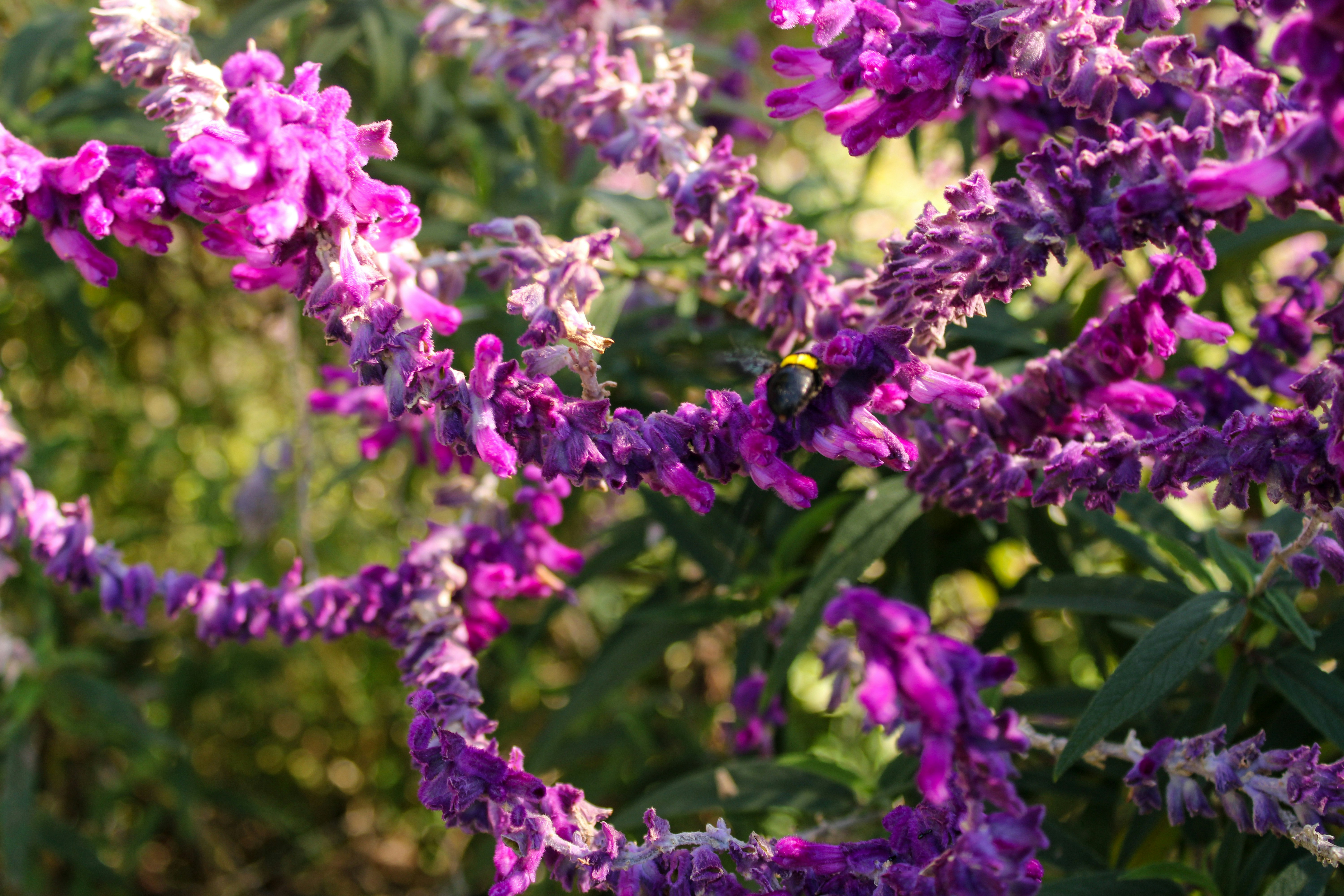 Purple Spires in Focus: Close-Up of Butterfly Bush Blooming in Sunlight