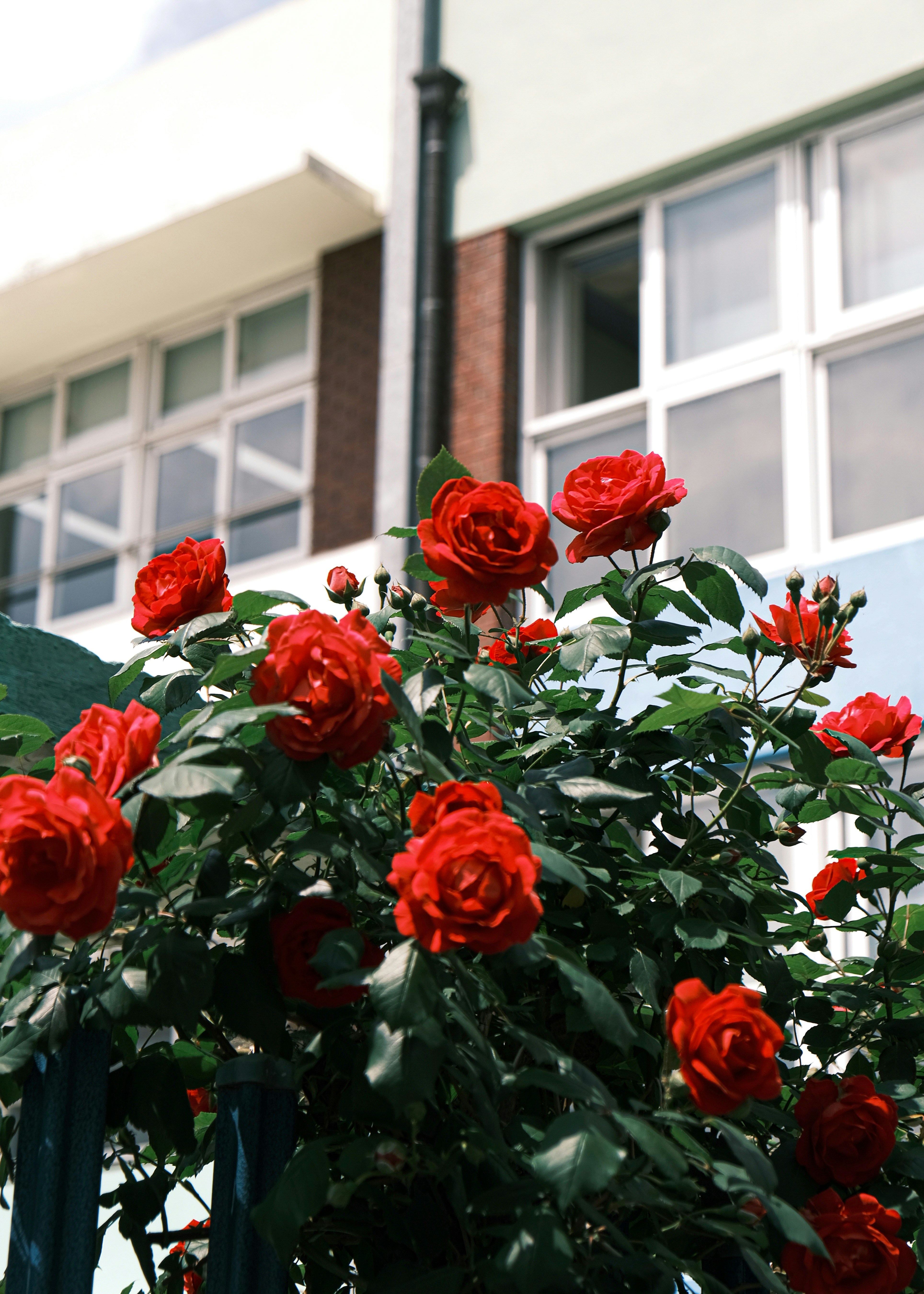 Crimson Roses Claim the Fence Under Urban Windows