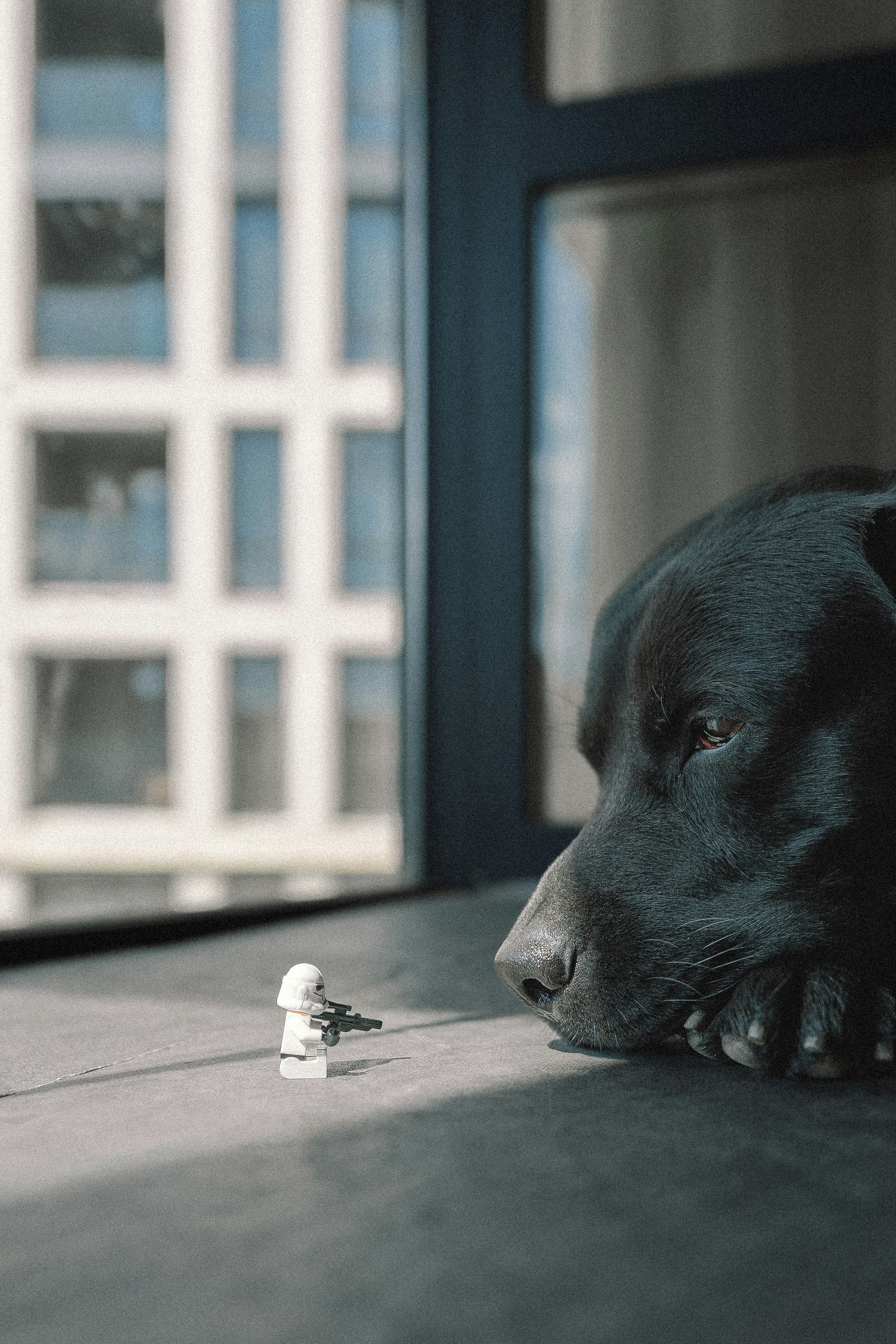 Tiny Soldier, Big Gaze: A Lego Minifig Faces a Dozing Black Lab
