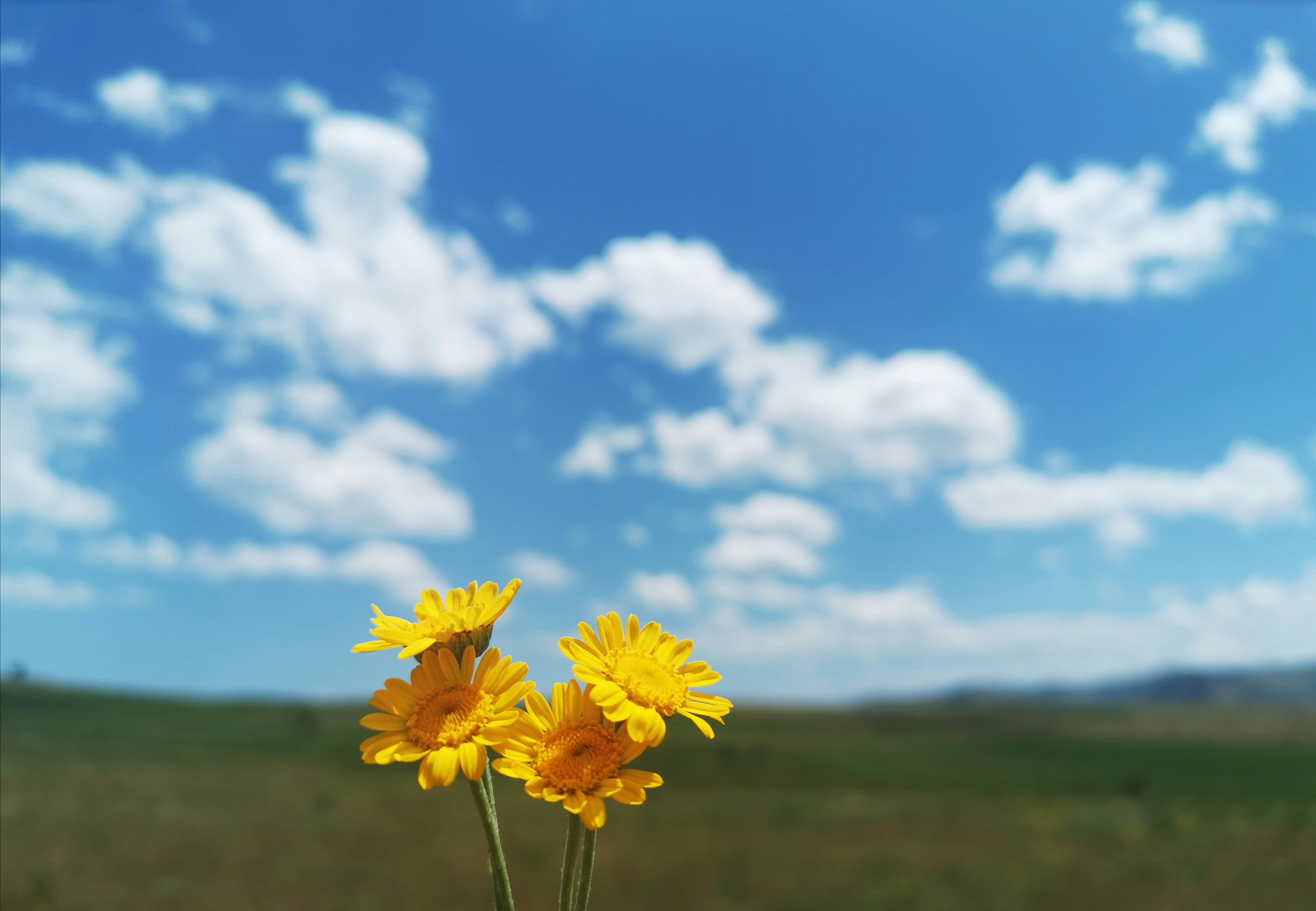 A group of sunflowers in a field photo – Free Outdoor Image on Unsplash