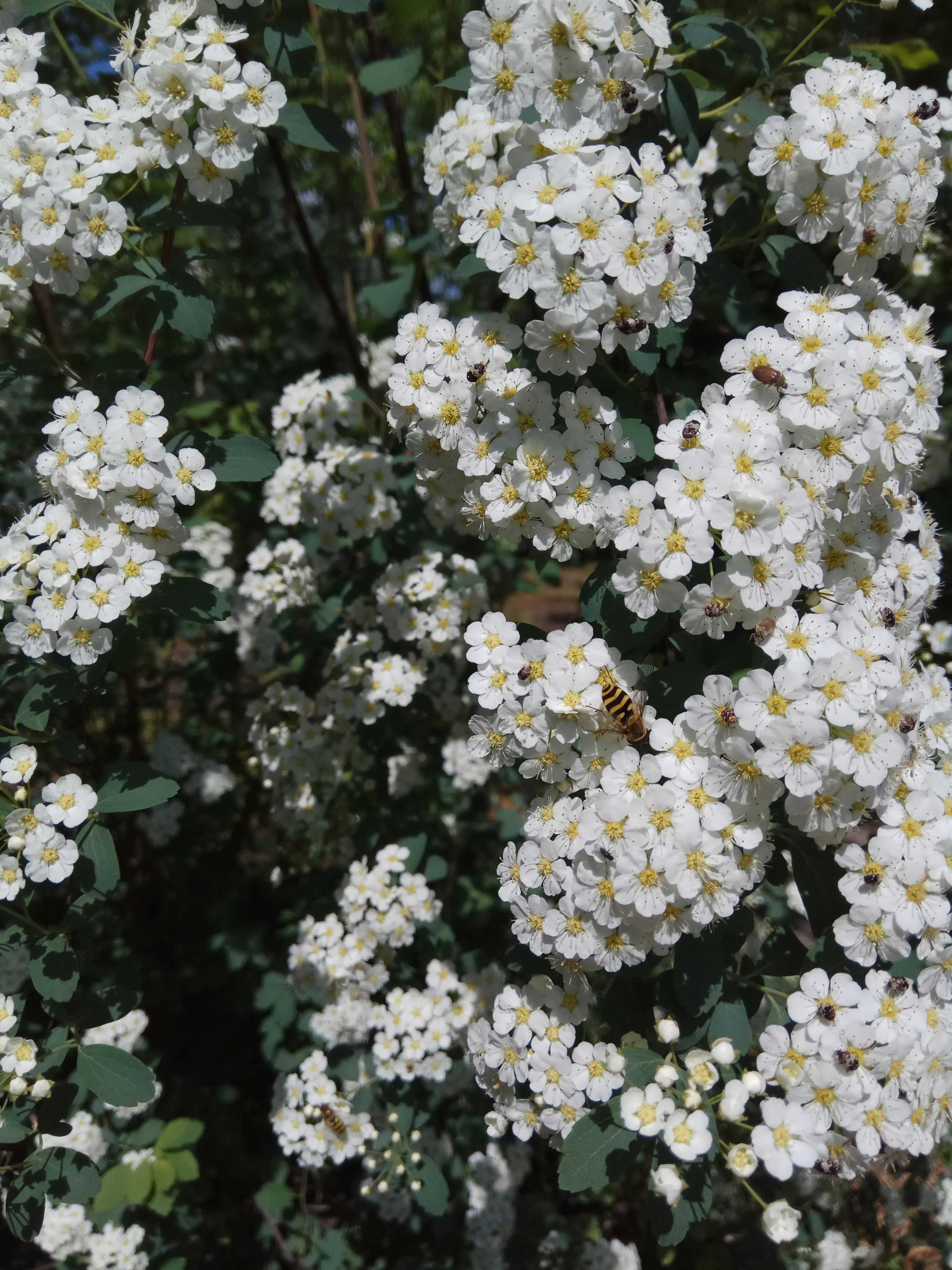 Clusters of small white flowers with a bee collecting nectar amidst lush green foliage.