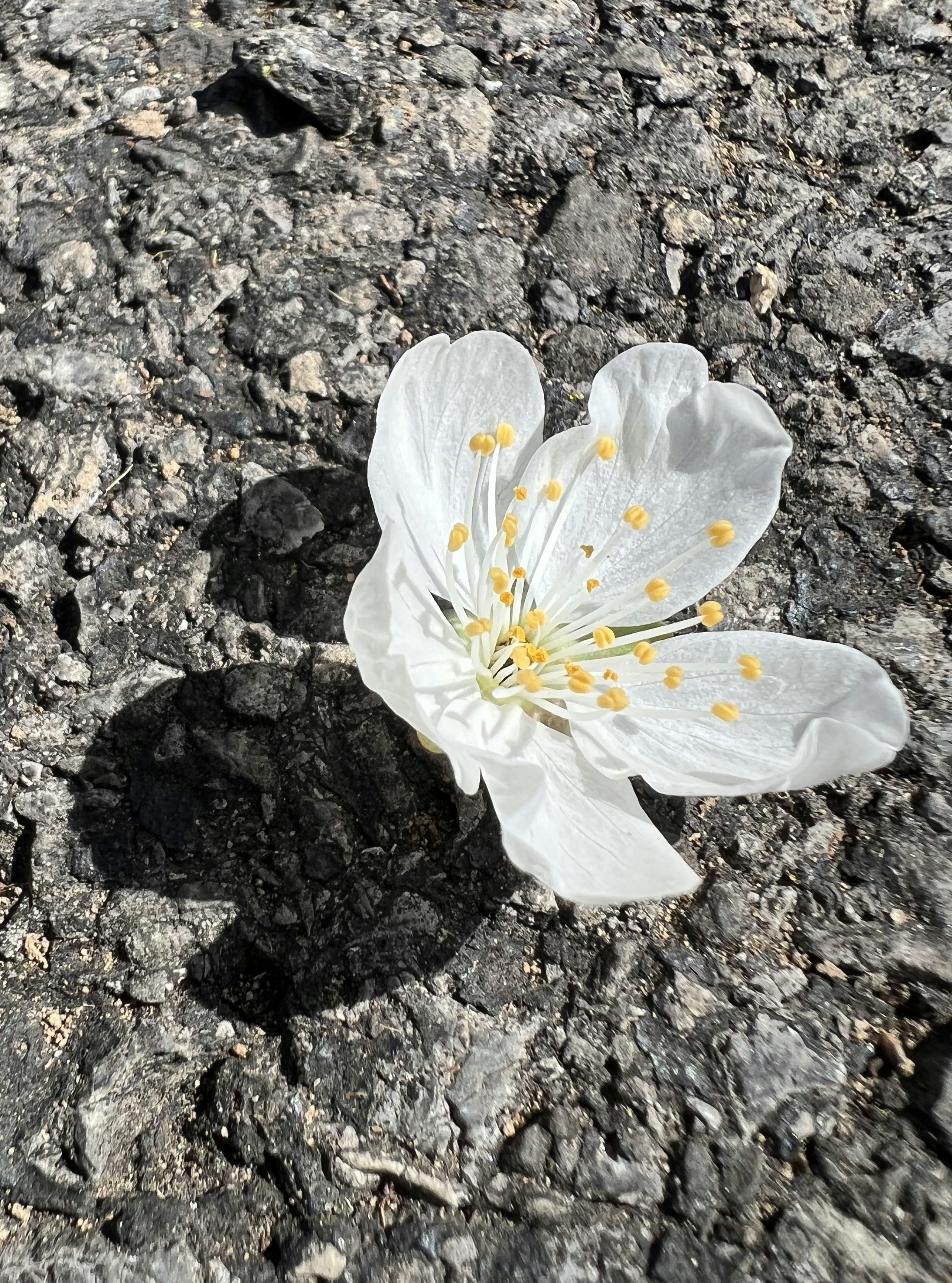 The tiniest fallen bud. Along the trails in upstate New York lies a lone white tree flower bud. 