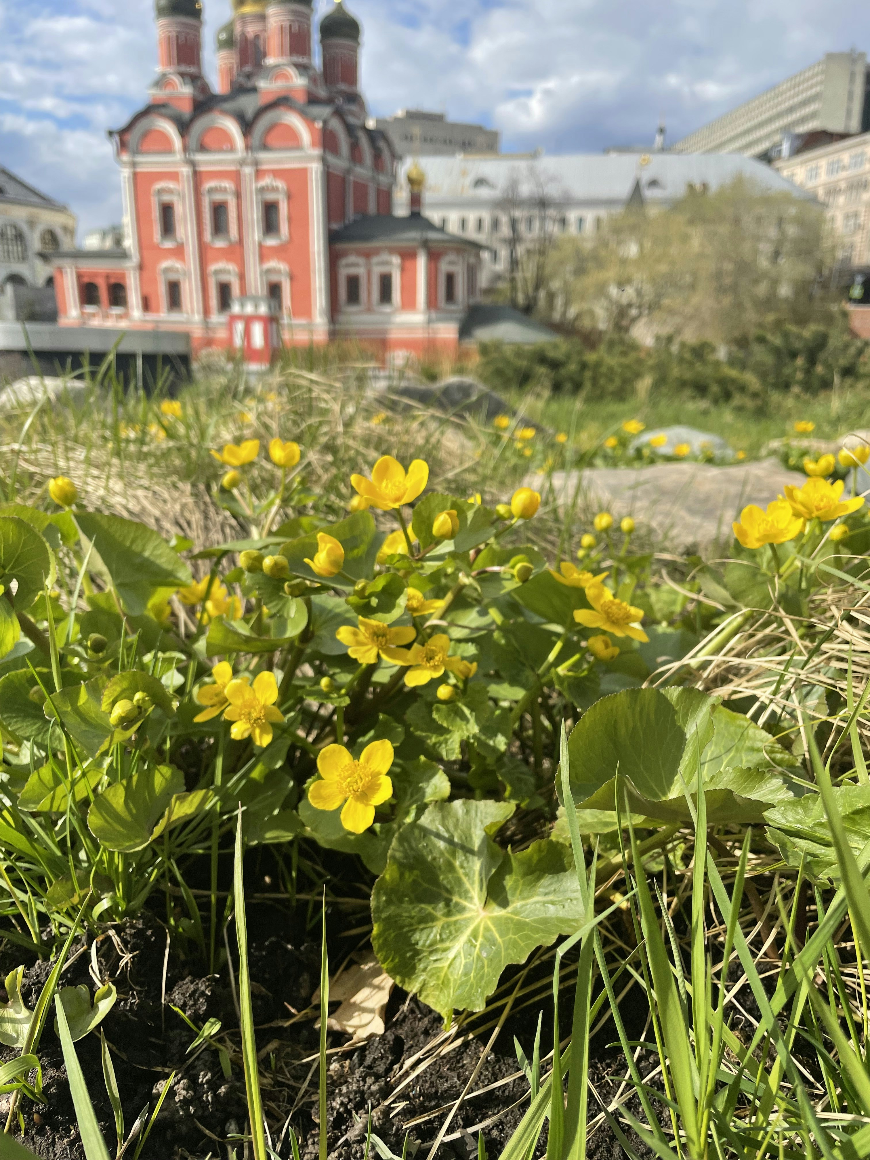 Yellow blossoms in foreground with red church backdrop