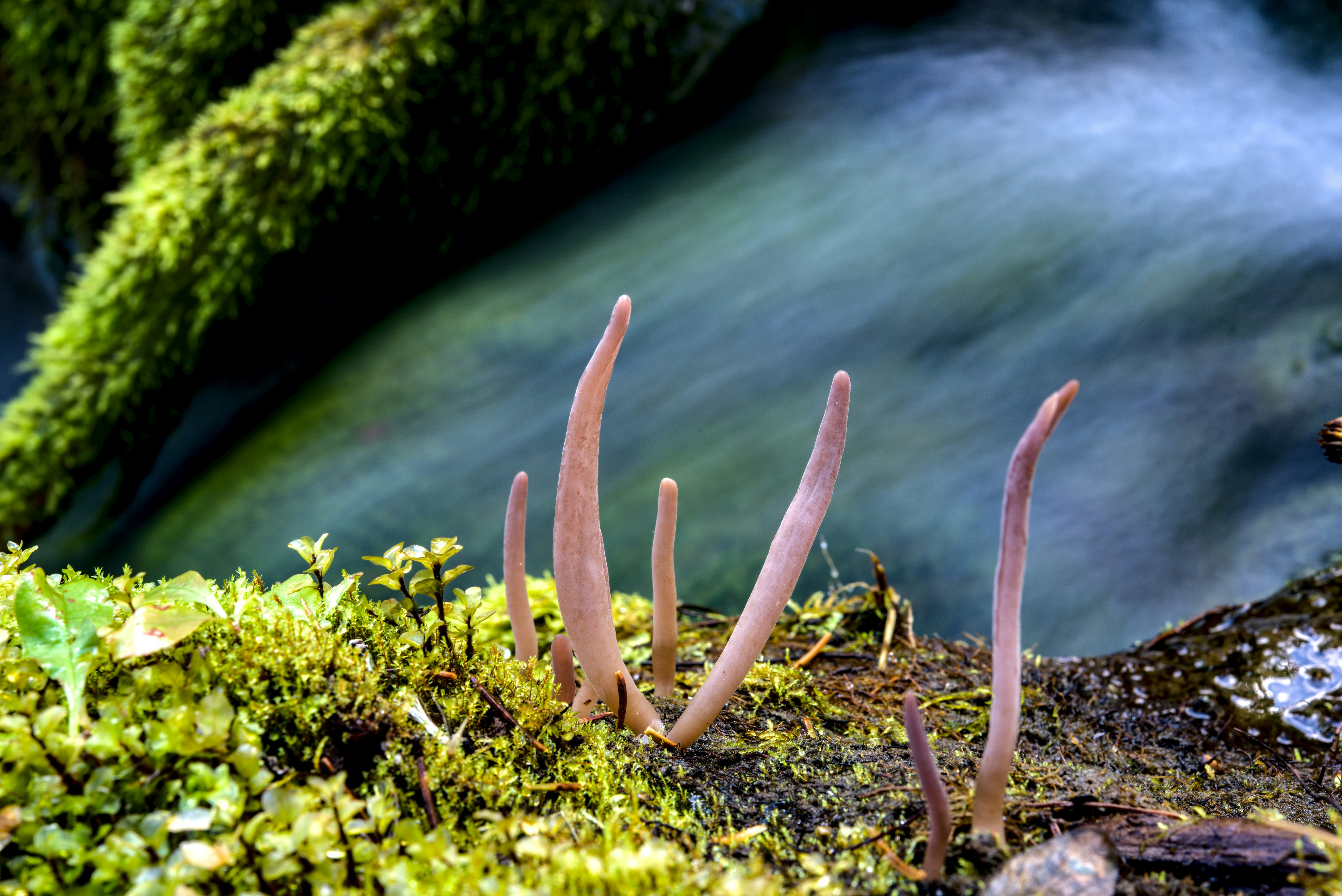 Pink Coral Fungus Reaching Toward a Misty Cascade