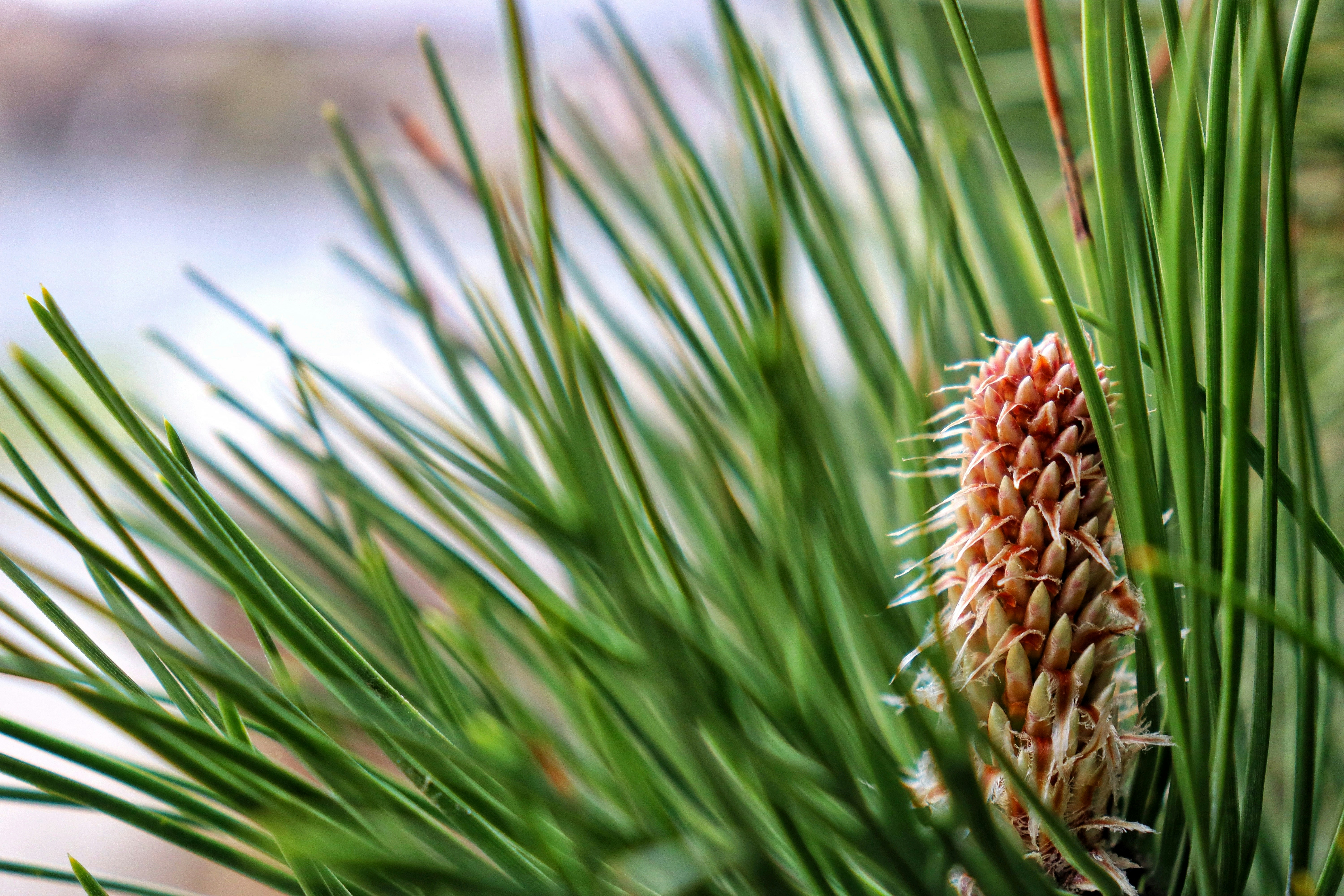 Une pomme de pin sur une plante photo – Photo Dublino Gratuite sur Unsplash