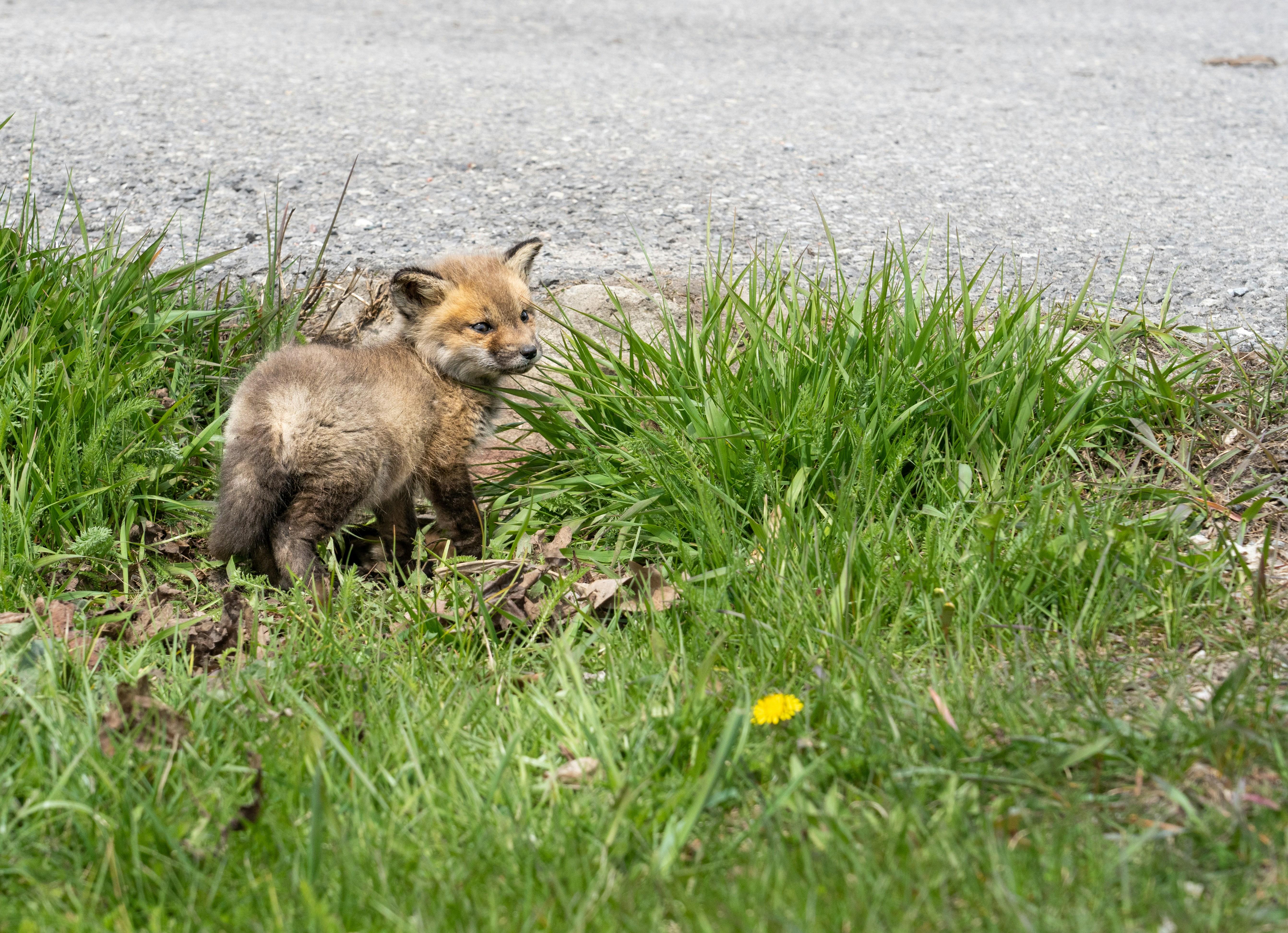 Un renard dans l’herbe photo – Photo Faune Gratuite sur Unsplash