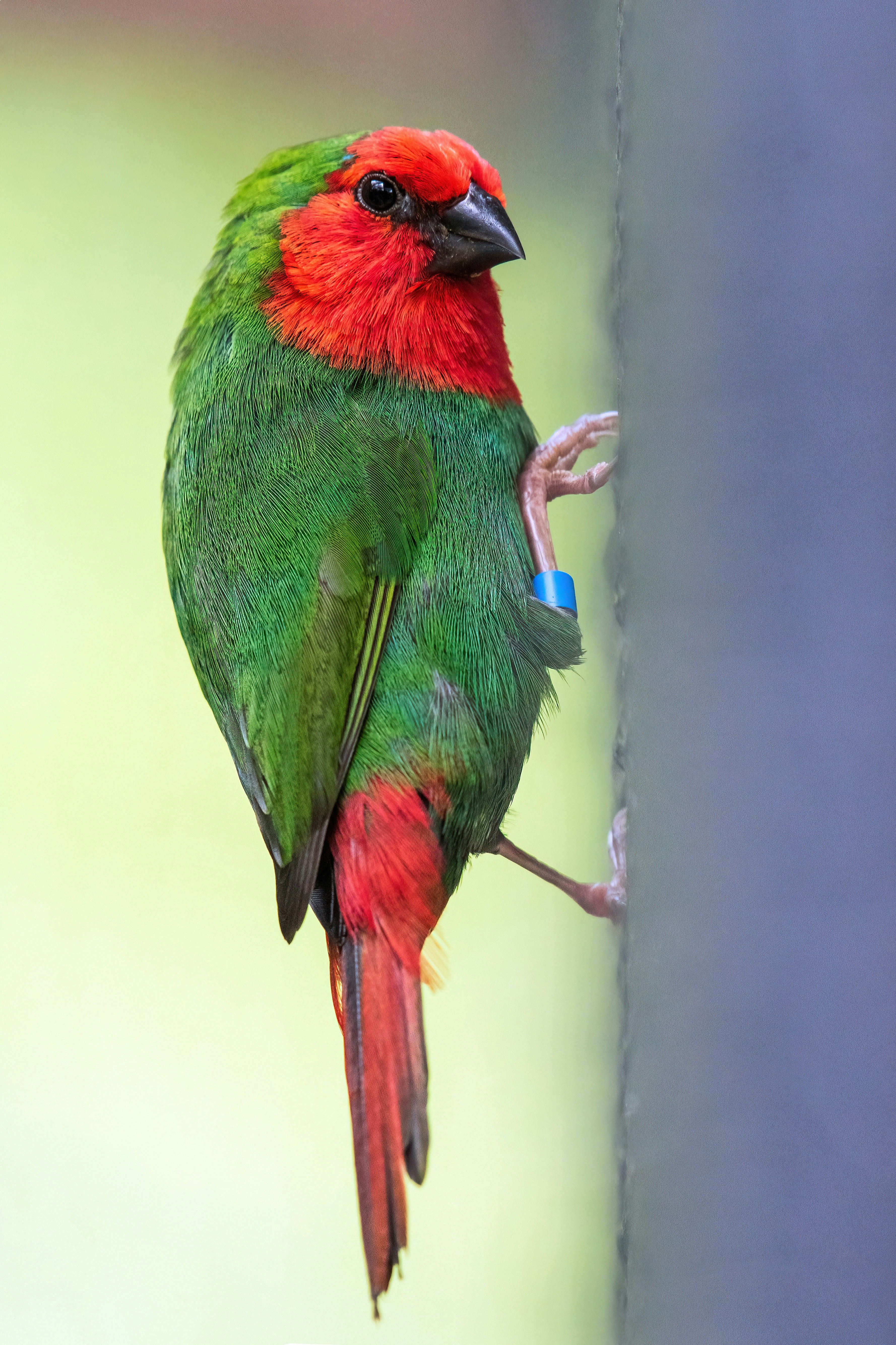 A striking bird with a vivid red head and green body perches against a blurred background, showcasing its colorful plumage.