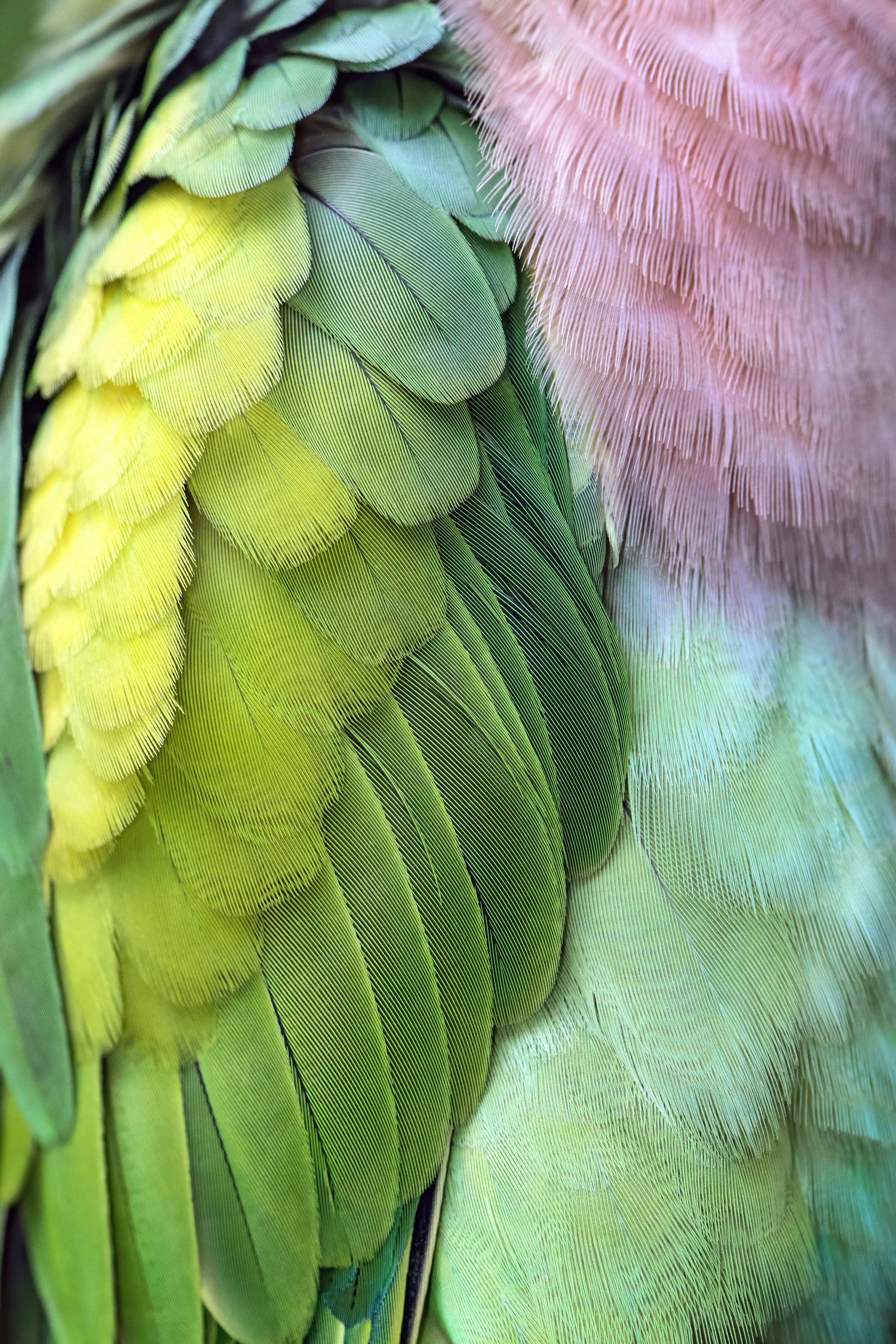 Close up of the pastel-coloured feathers of a Moustache Parrot.David Clode