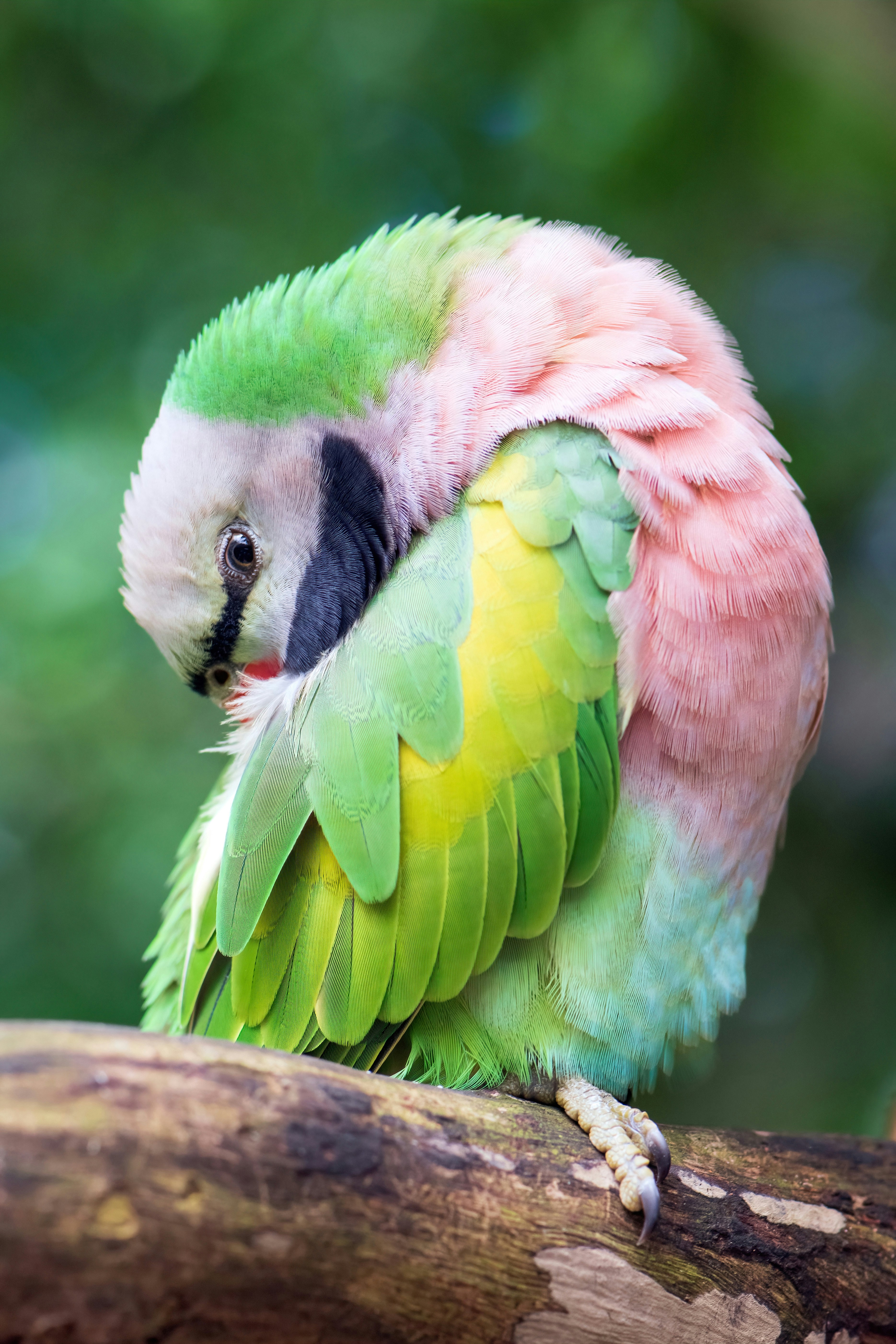 Colorful parrot preening its vibrant feathers while perched on a branch, surrounded by a lush green backdrop.