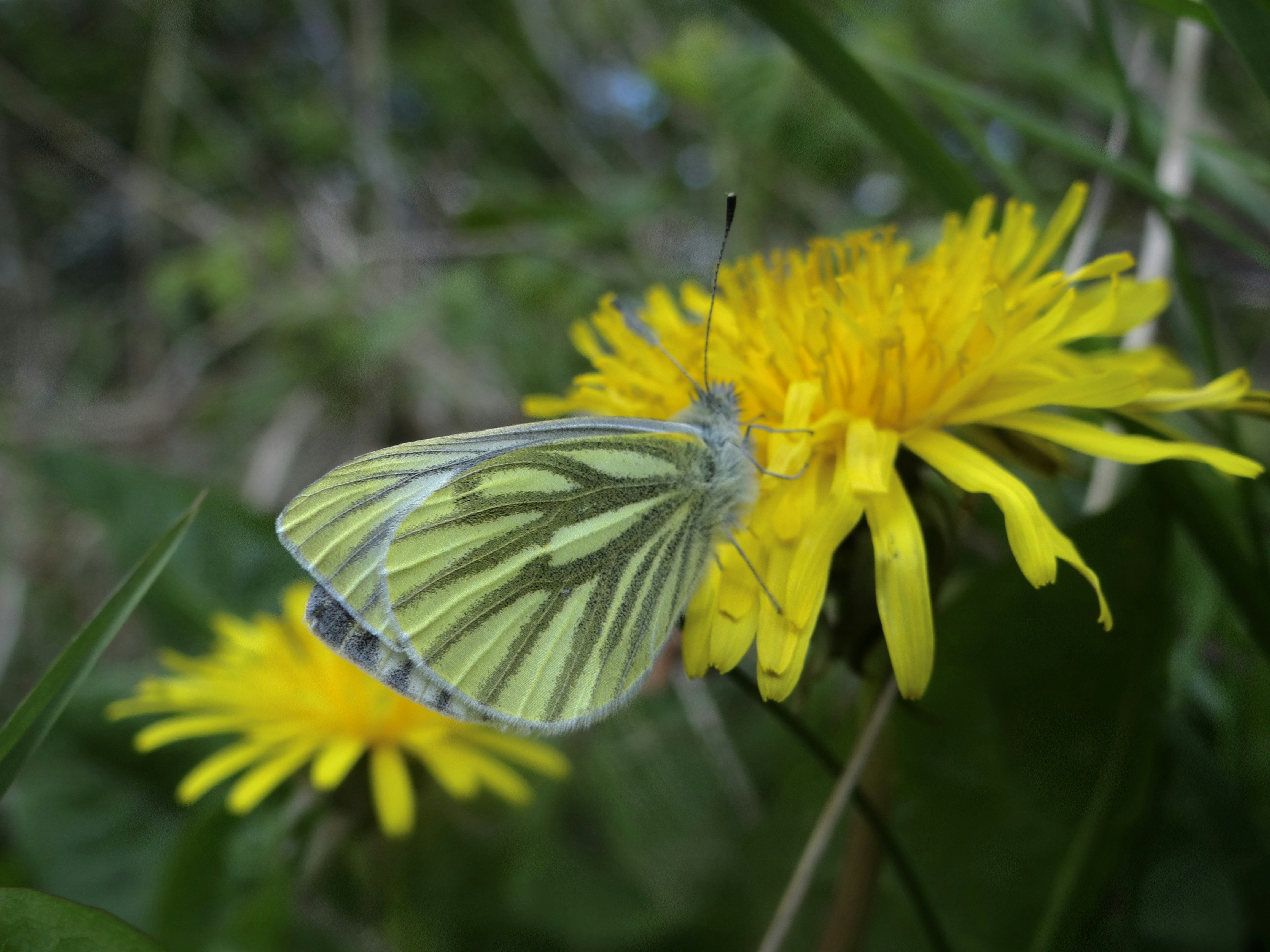 A butterfly with intricate green and black patterns rests on a vibrant yellow dandelion, showcasing a beautiful interaction between flora and fauna.