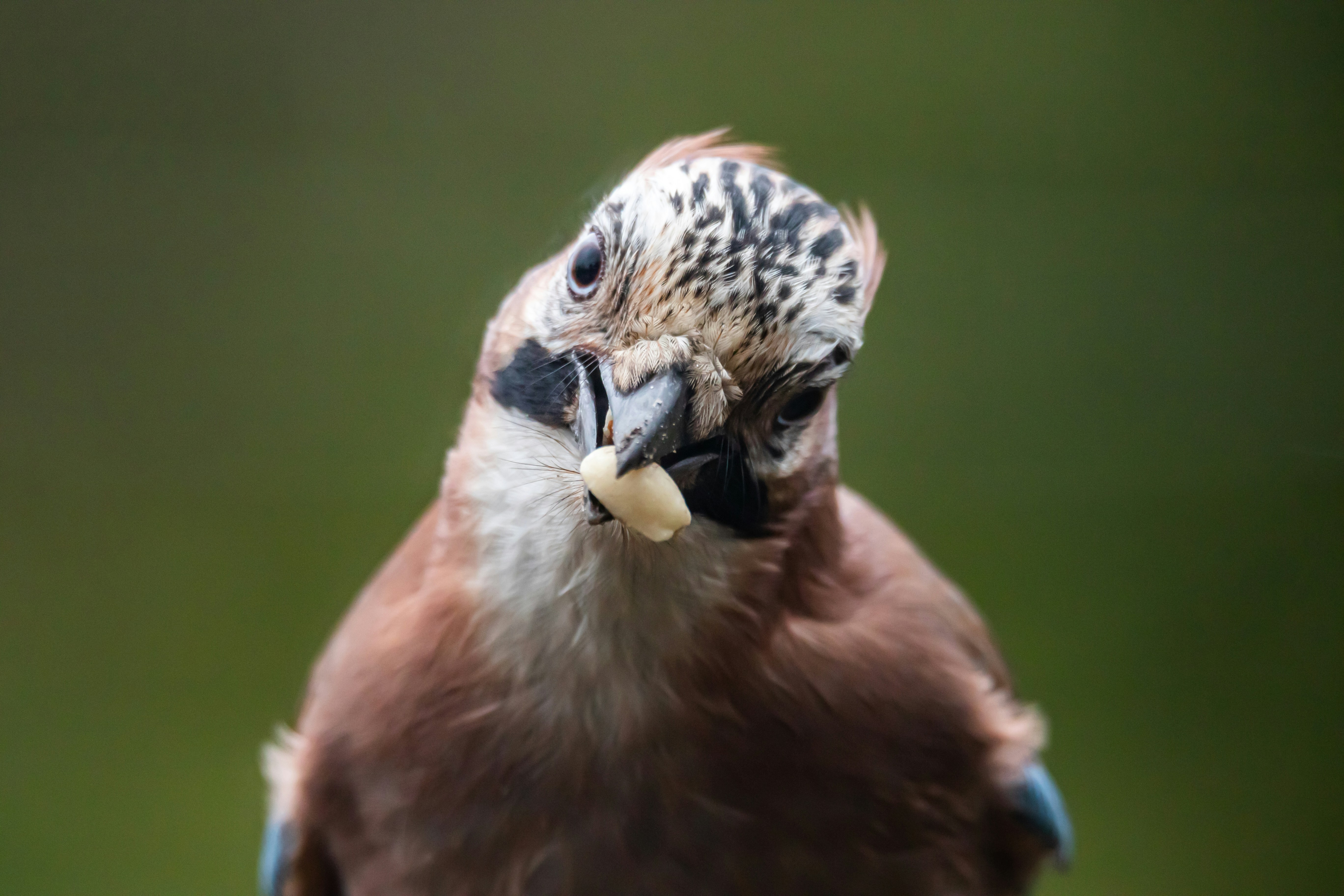Peanut in the Gaze: an intimate close-up of a beaked head