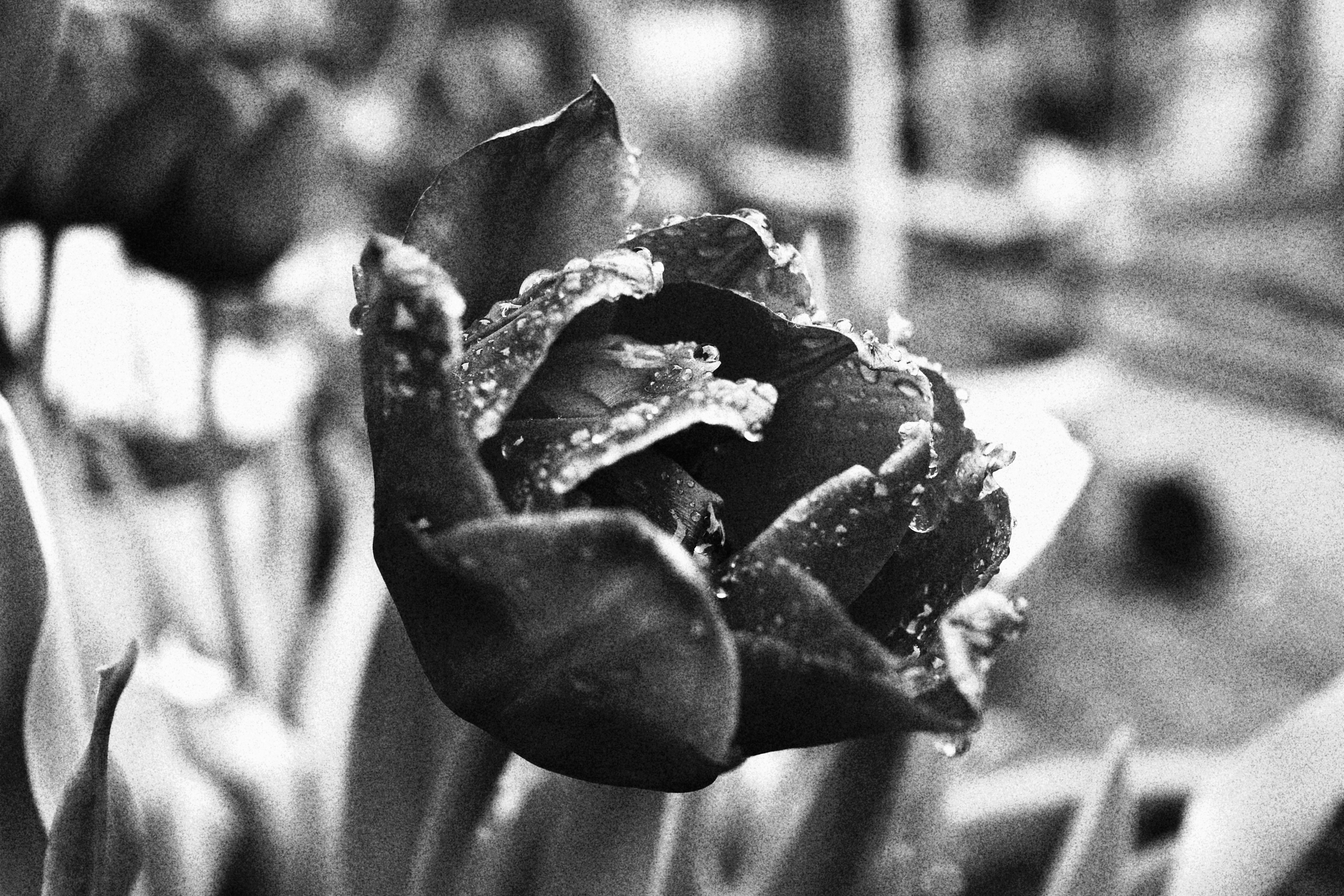 Petals in Rain: A Monochrome Macro Portrait of a Dew-Speckled Rose.