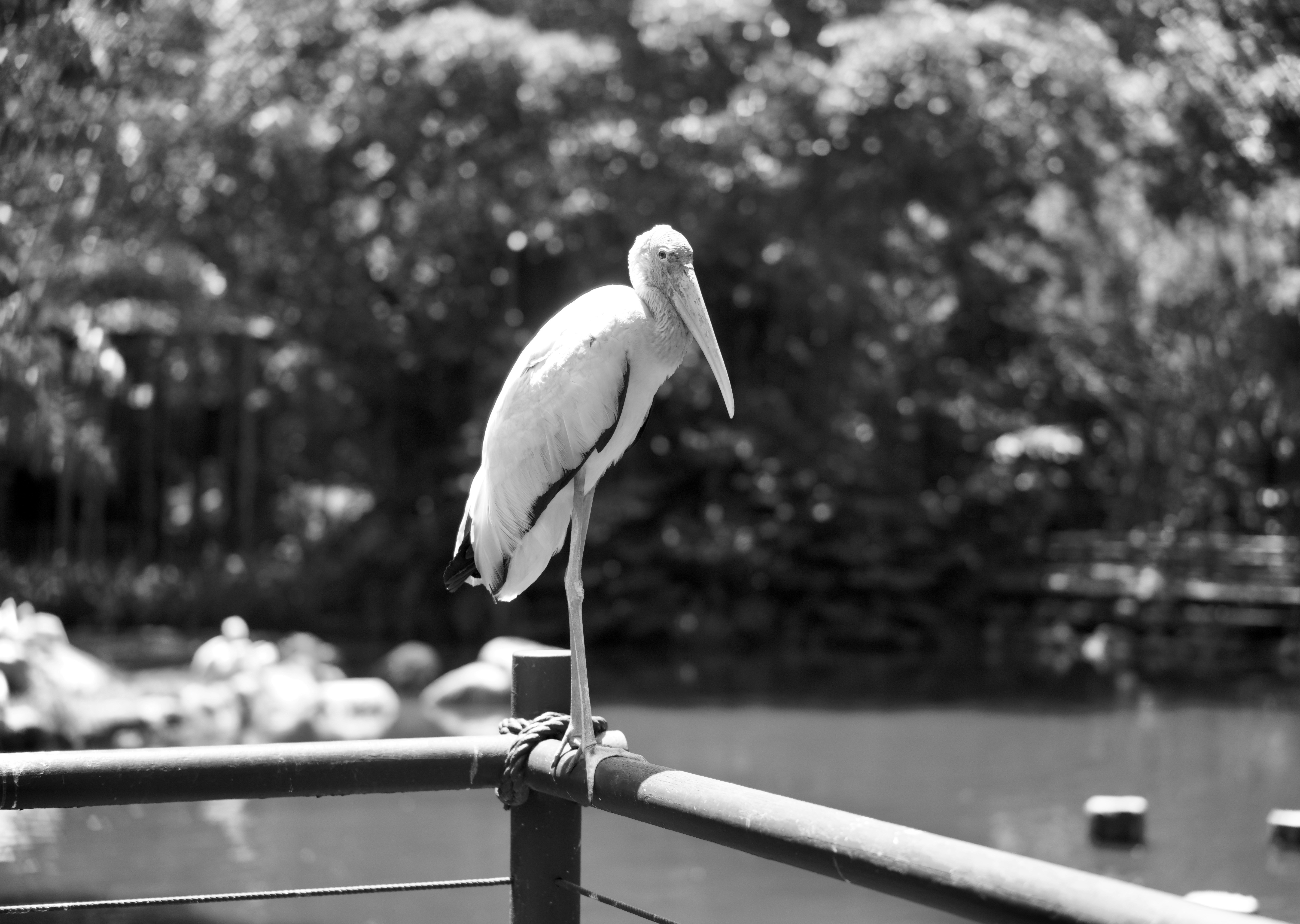 Railside Sentinel: White Heron Perched Over Quiet Water