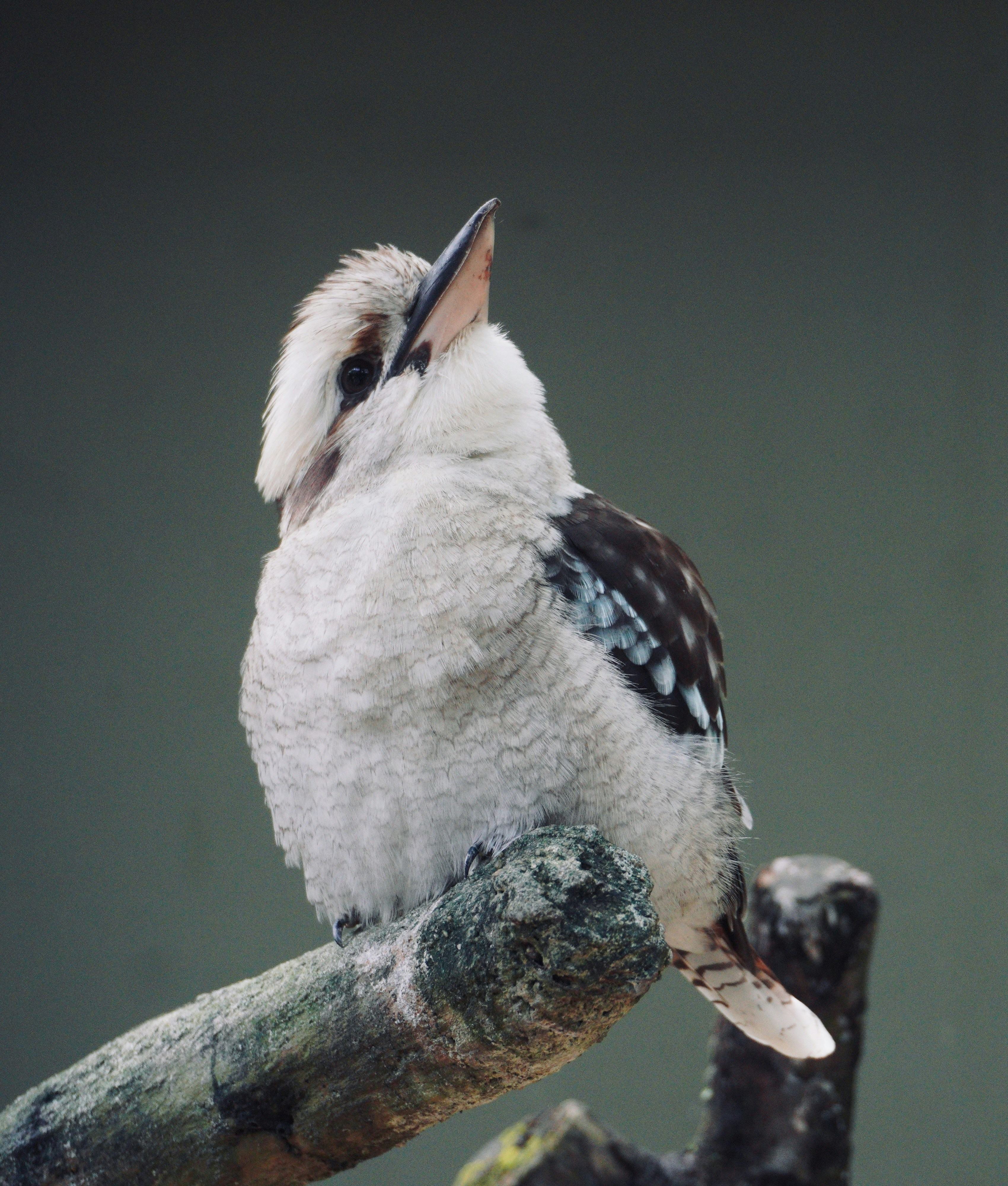 Kookaburra perched on a branch, gazing thoughtfully with its distinctive features highlighted against a muted background.