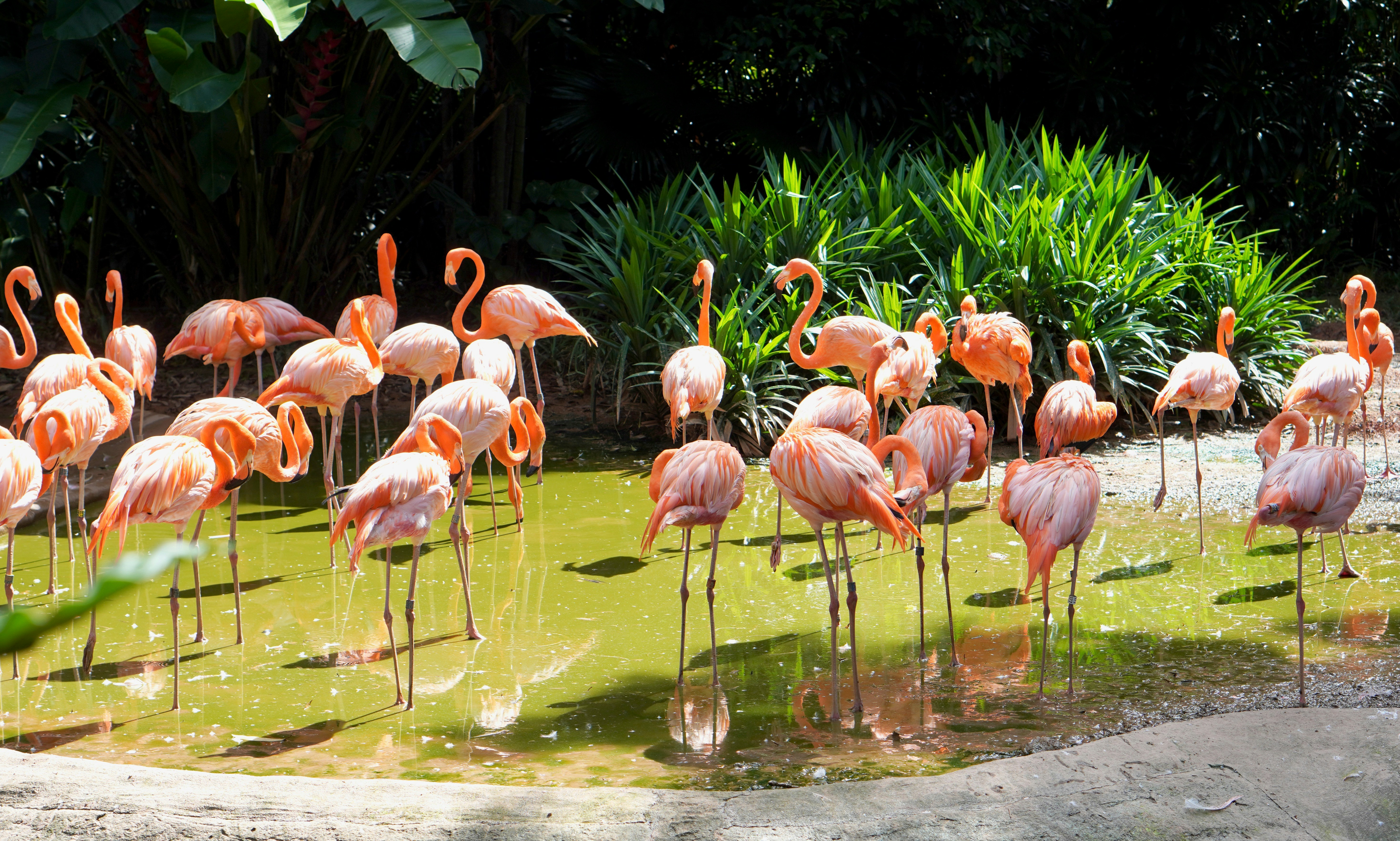 A group of flamingos in a pond photo – Free Zoo Image on Unsplash