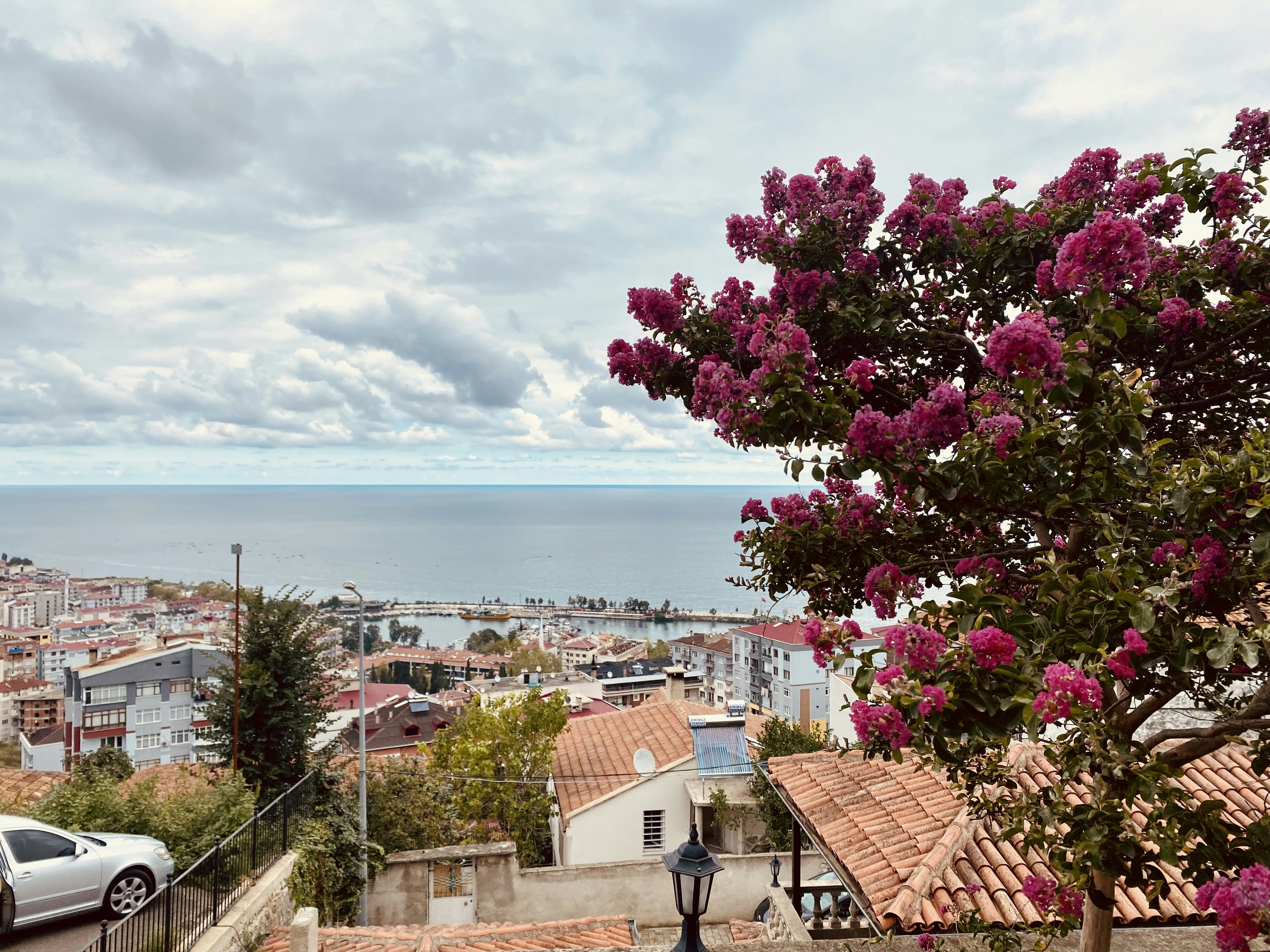 Vibrant pink flowers frame a seaside town with rooftops leading to the ocean under a cloudy sky.