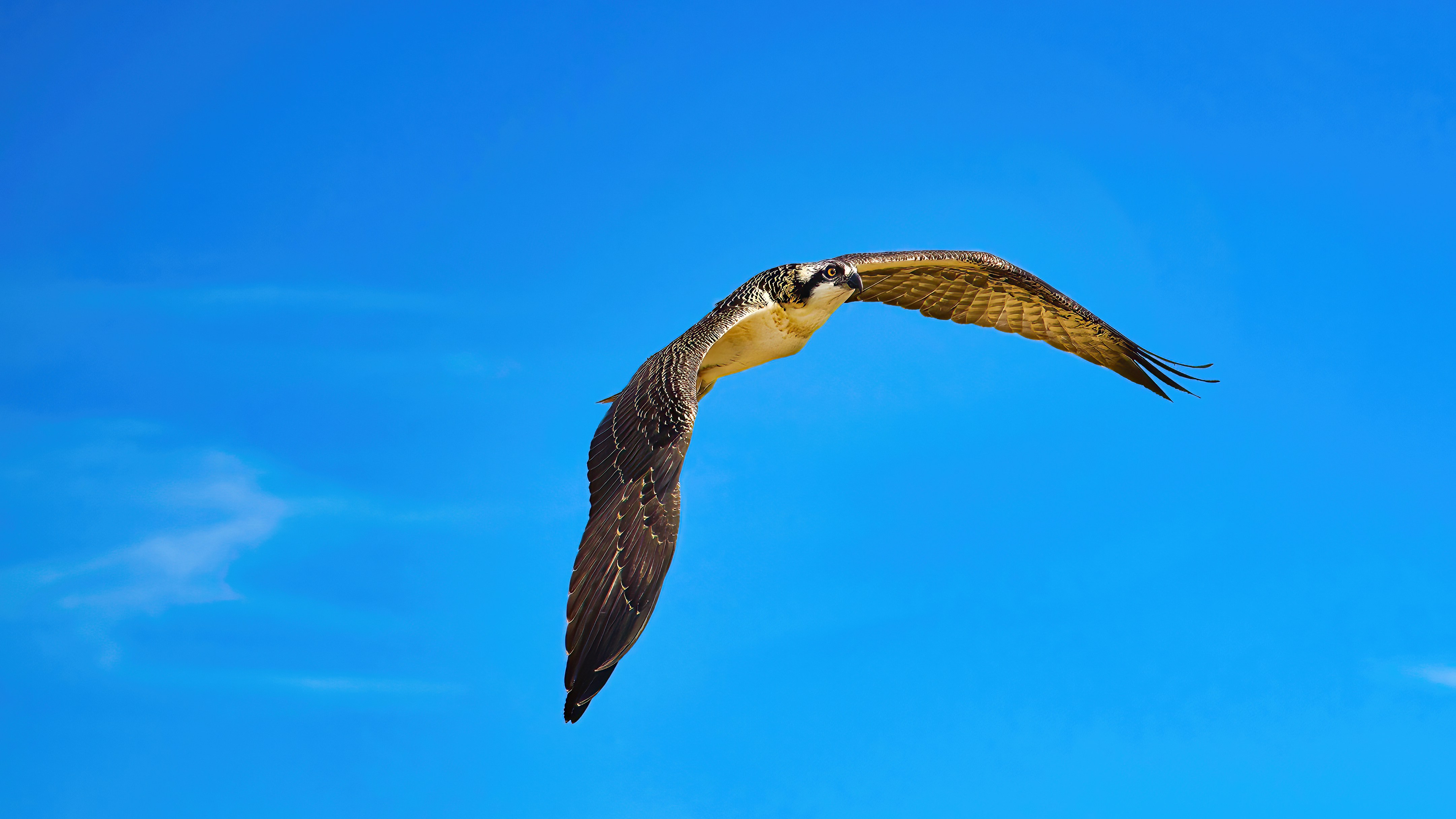 A falcon gliding effortlessly against a clear blue sky, showcasing its impressive wingspan and keen gaze.