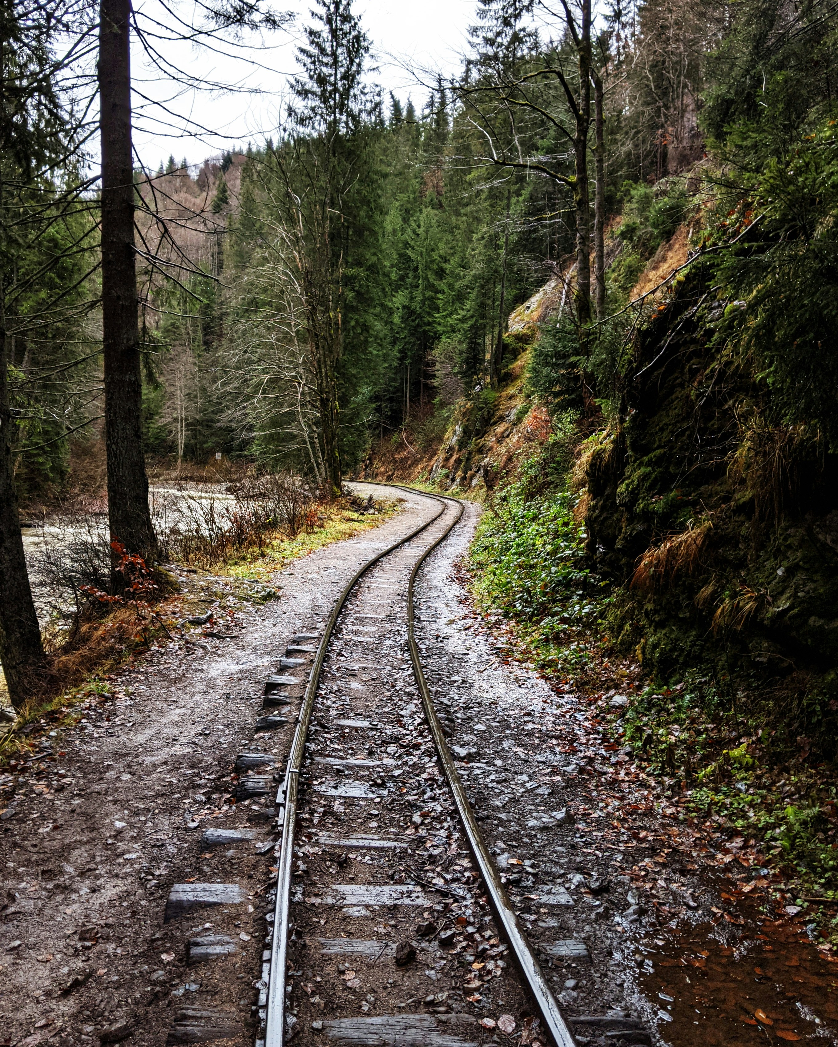 A railroad track in the woods photo – Free Railway Image on Unsplash