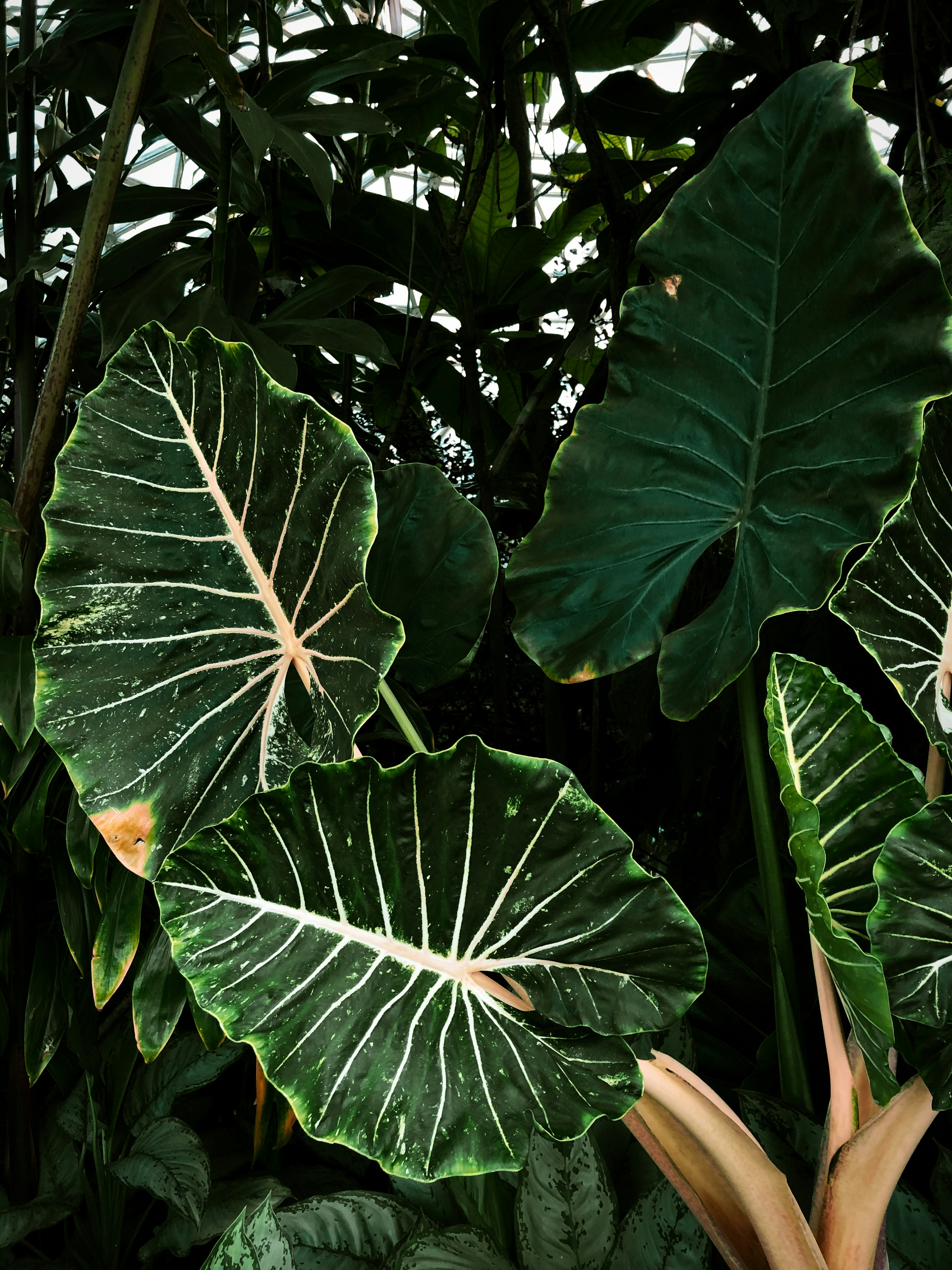 Lush green leaves with intricate vein patterns create a vibrant composition against a dark background.