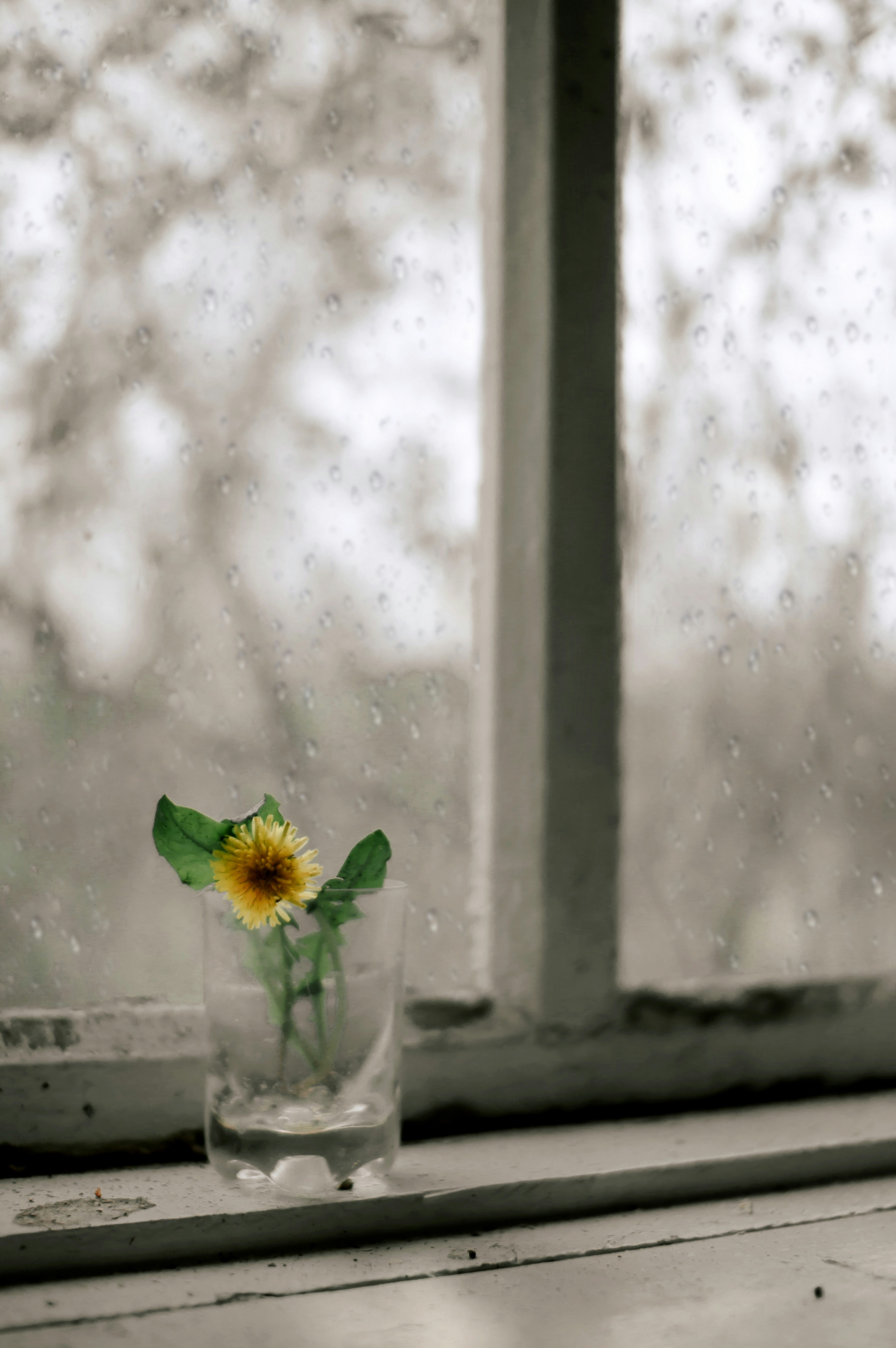 A Lone Sunflower in a Dusty Windowpane