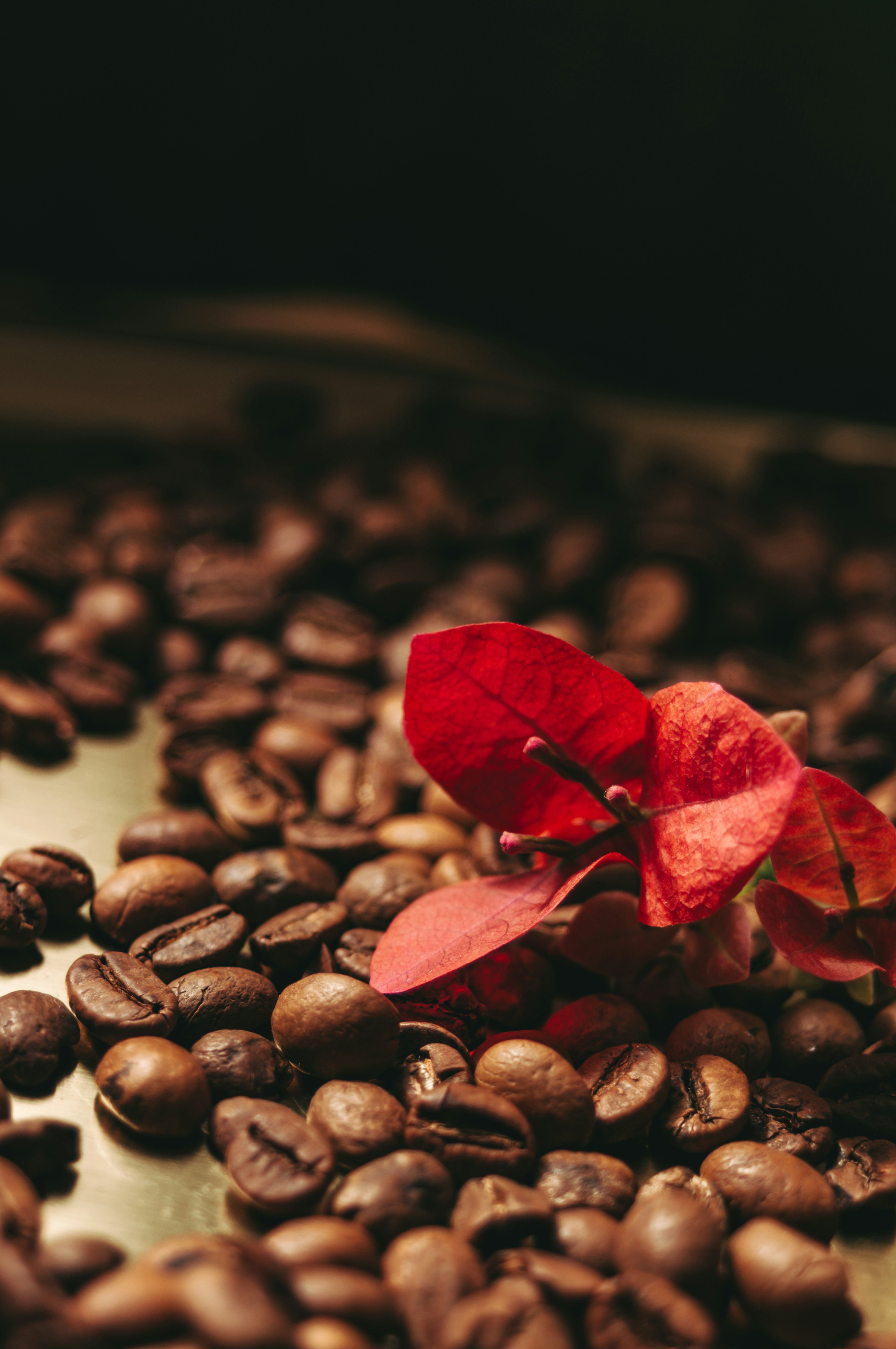 Crimson Leaf Among Velvet Beans