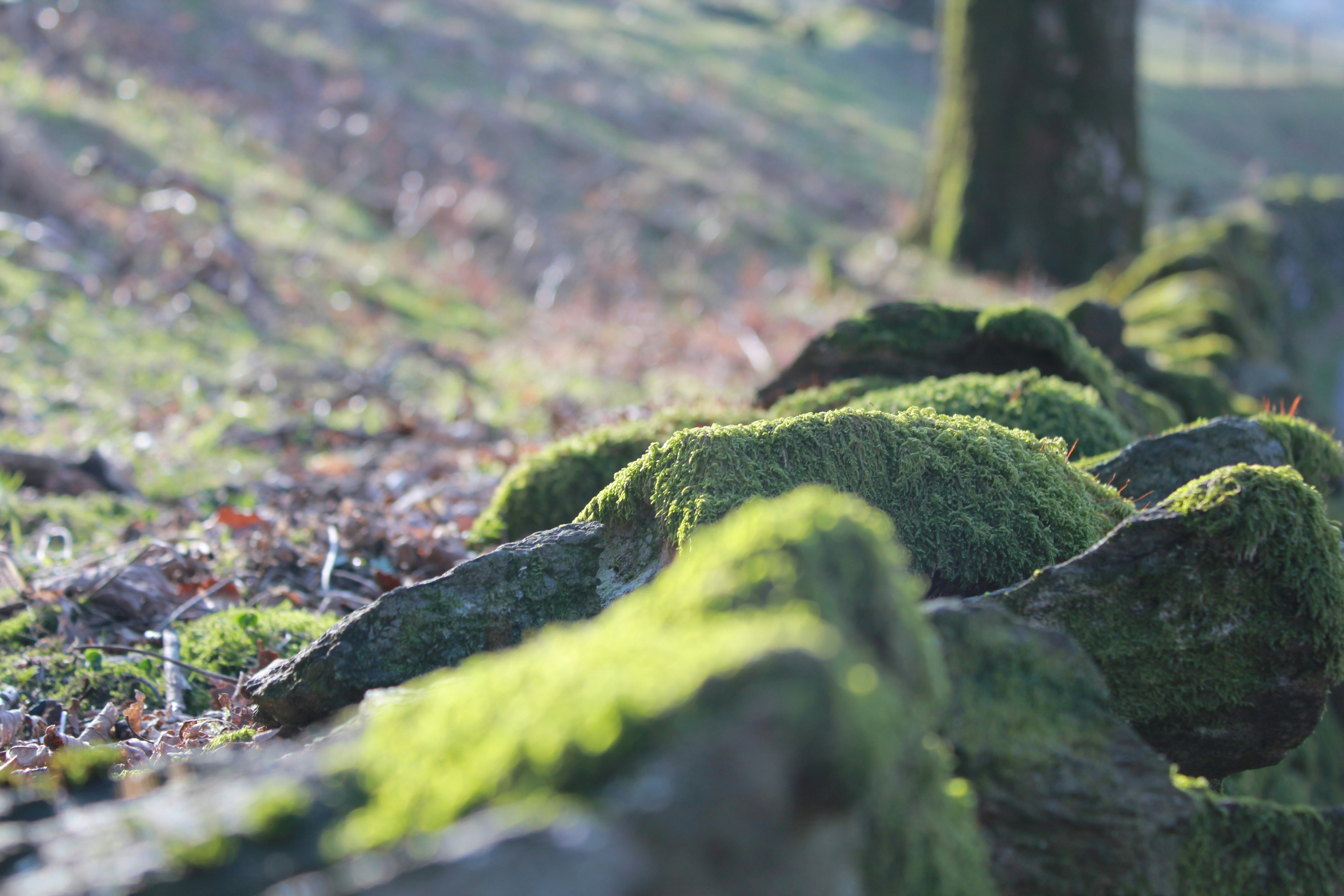 Moss covered dry stone wall in the Lake District. Sunshine in the background on some grass in the understory of a wood.