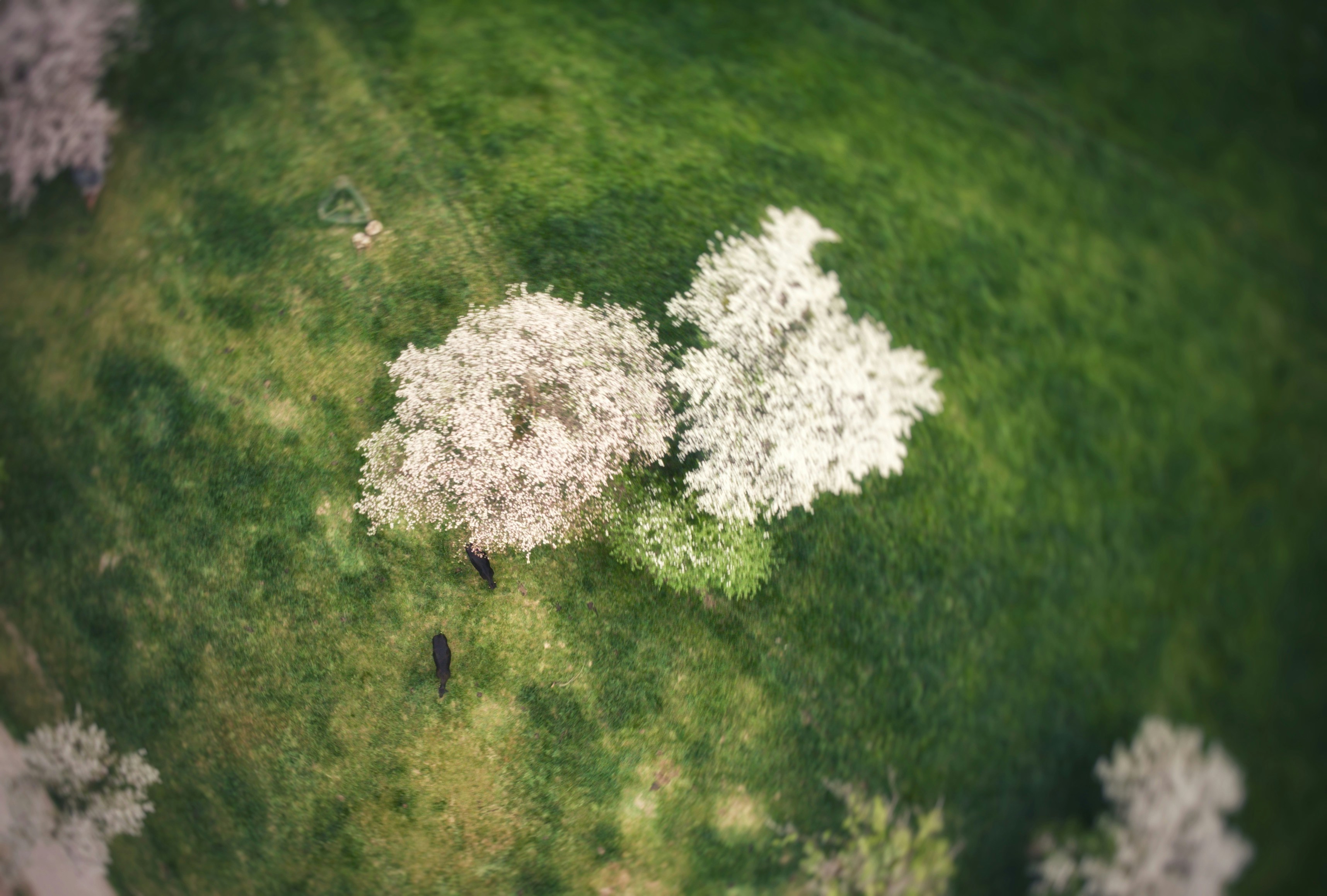 Aerial view on grazing cows, blurred by turning during taking the picture 