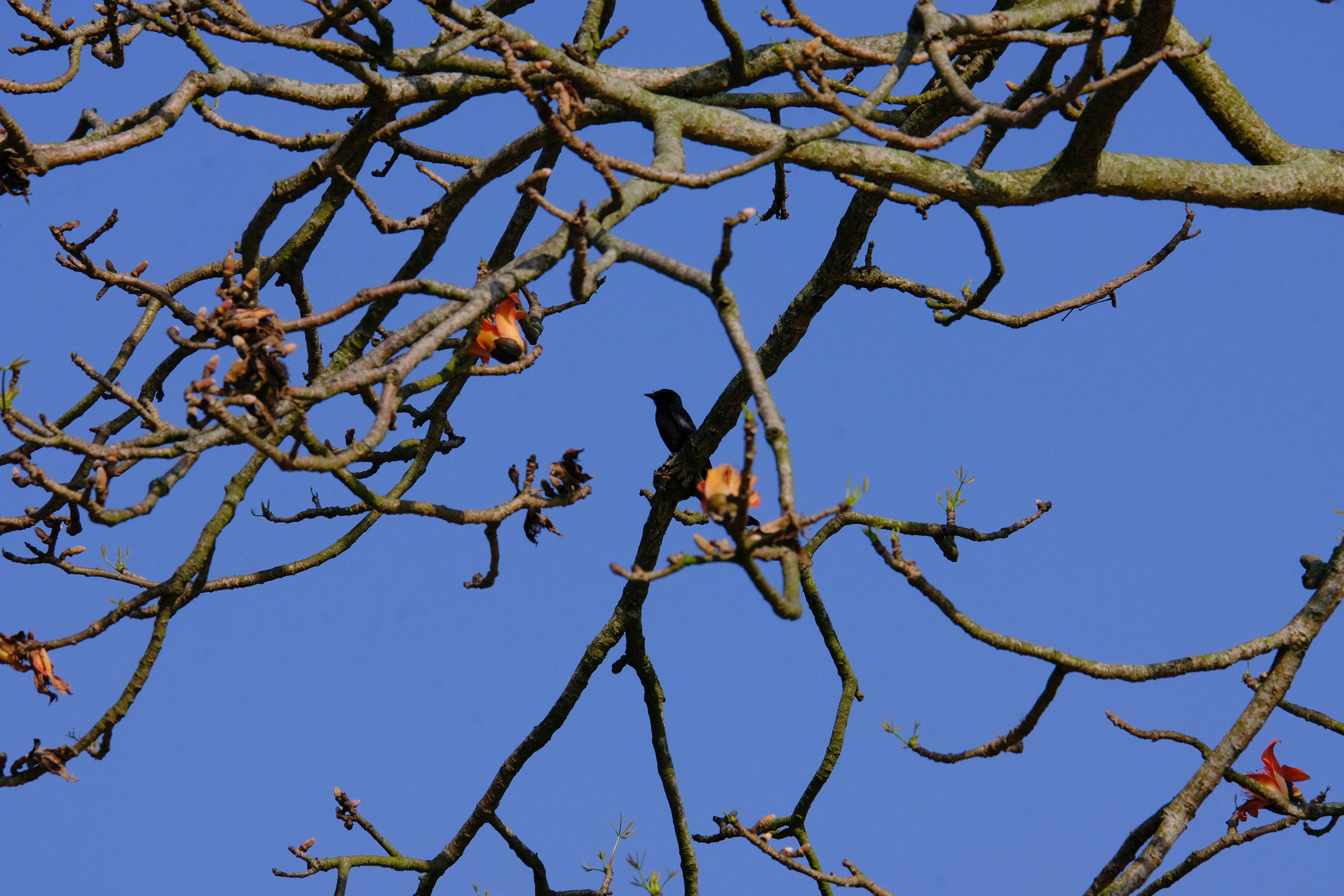 Silhouetted bird perched on bare branches against a clear blue sky, creating a striking contrast.