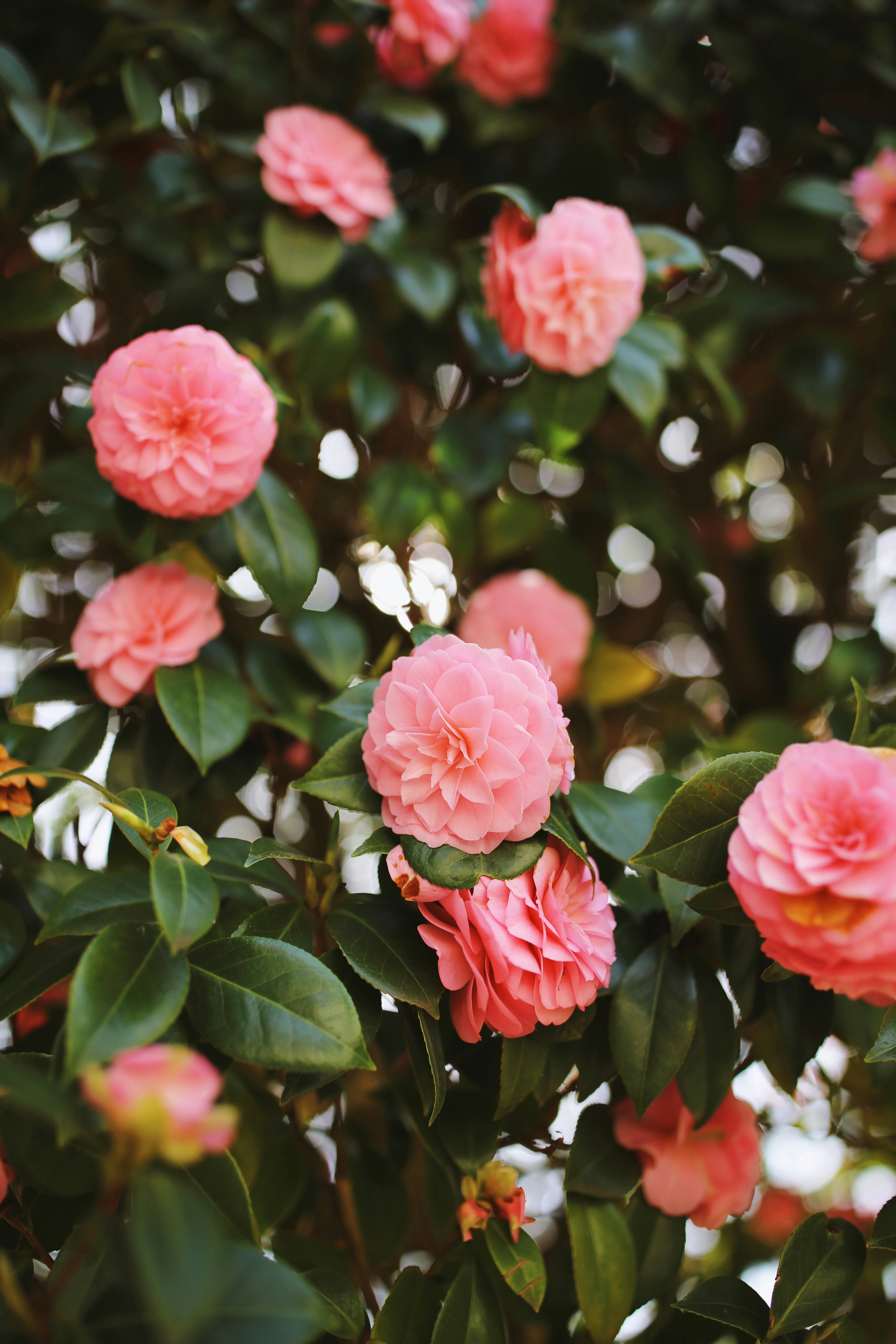 Vibrant pink camellia flowers nestled among lush green leaves, creating a serene and colorful botanical display.