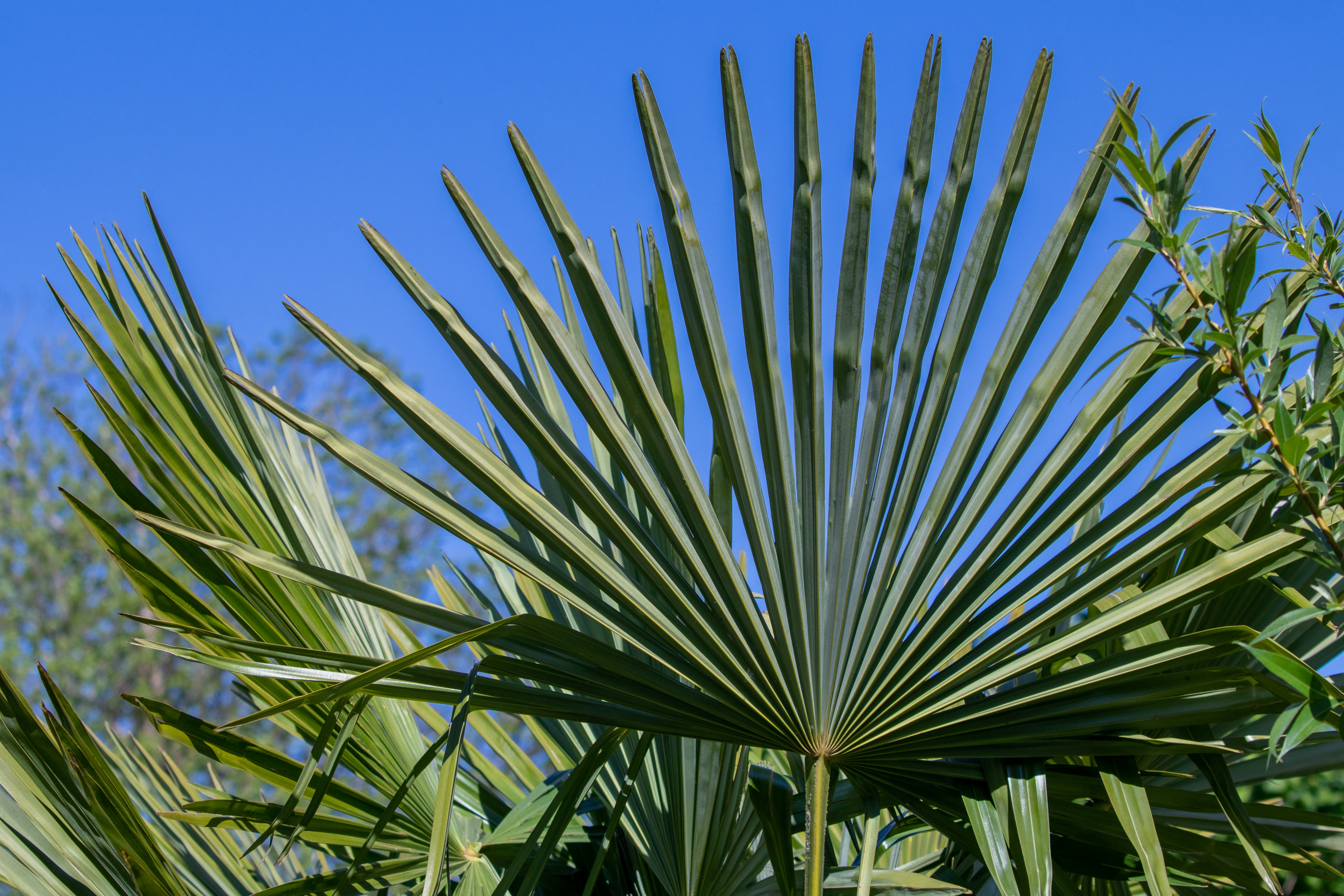 a close-up of some plants