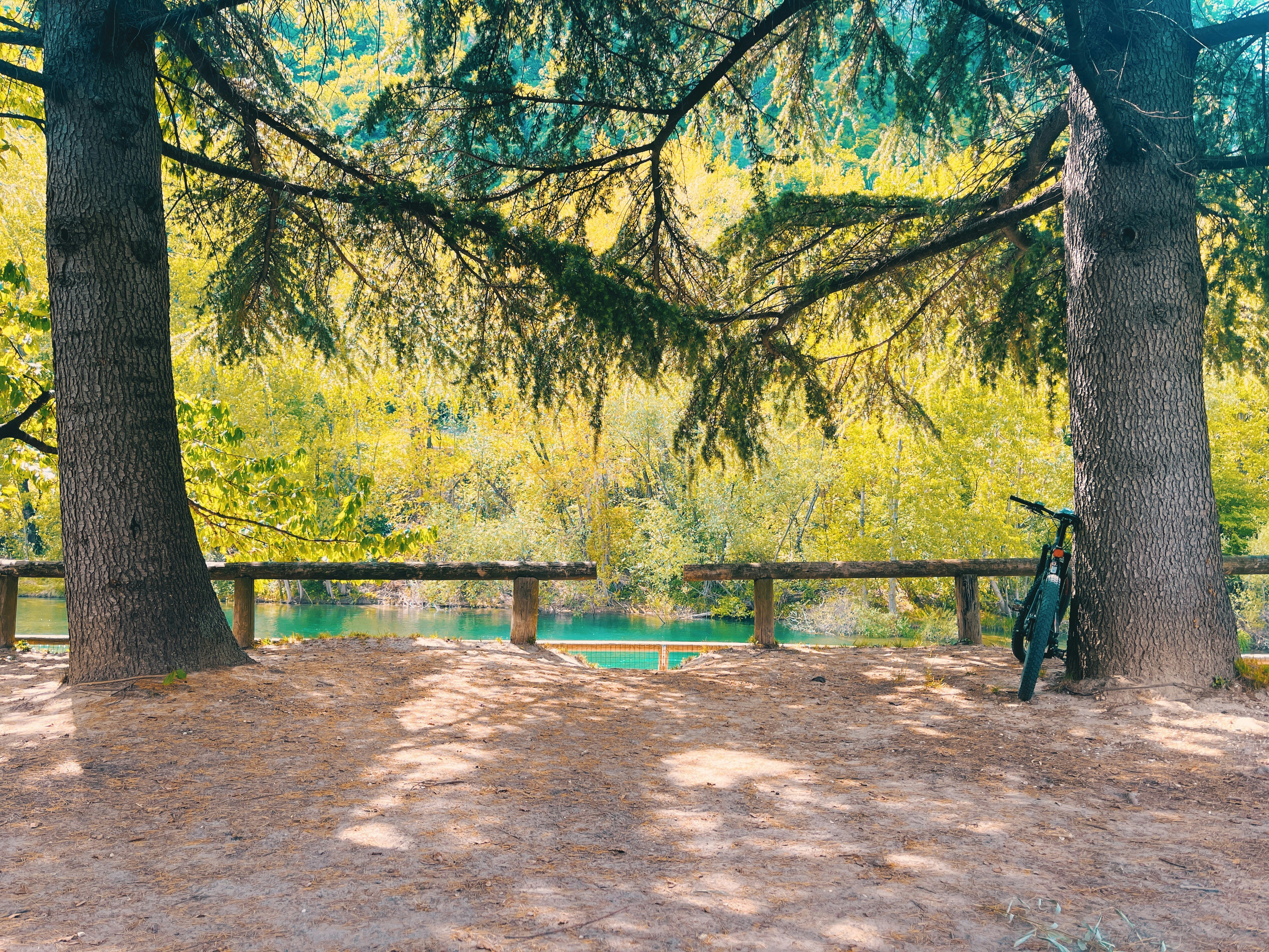 Bicycle resting between two towering trees beside a serene river under dappled sunlight.