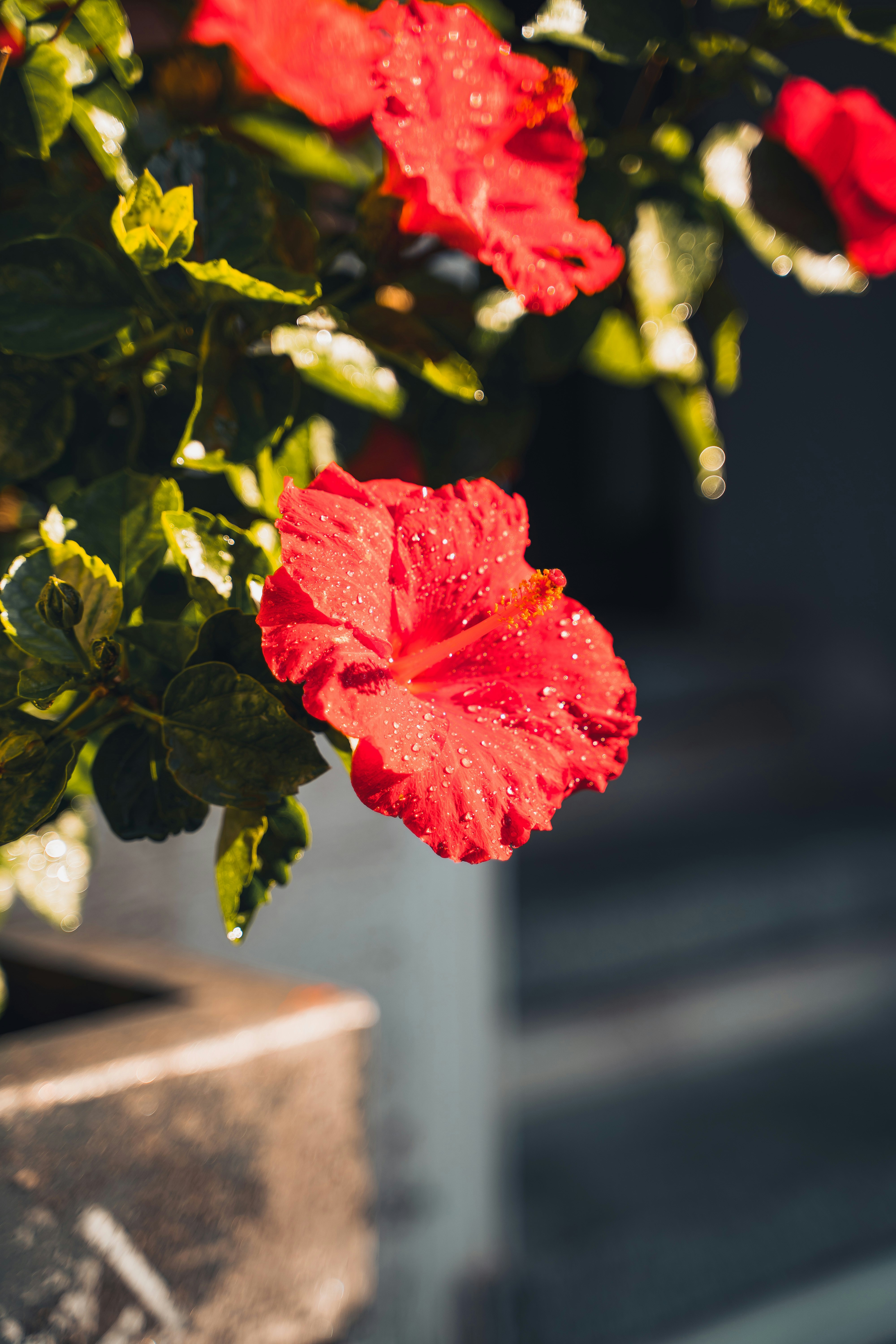 Une fleur rouge dans un vase photo – Photo Fleur Gratuite sur Unsplash