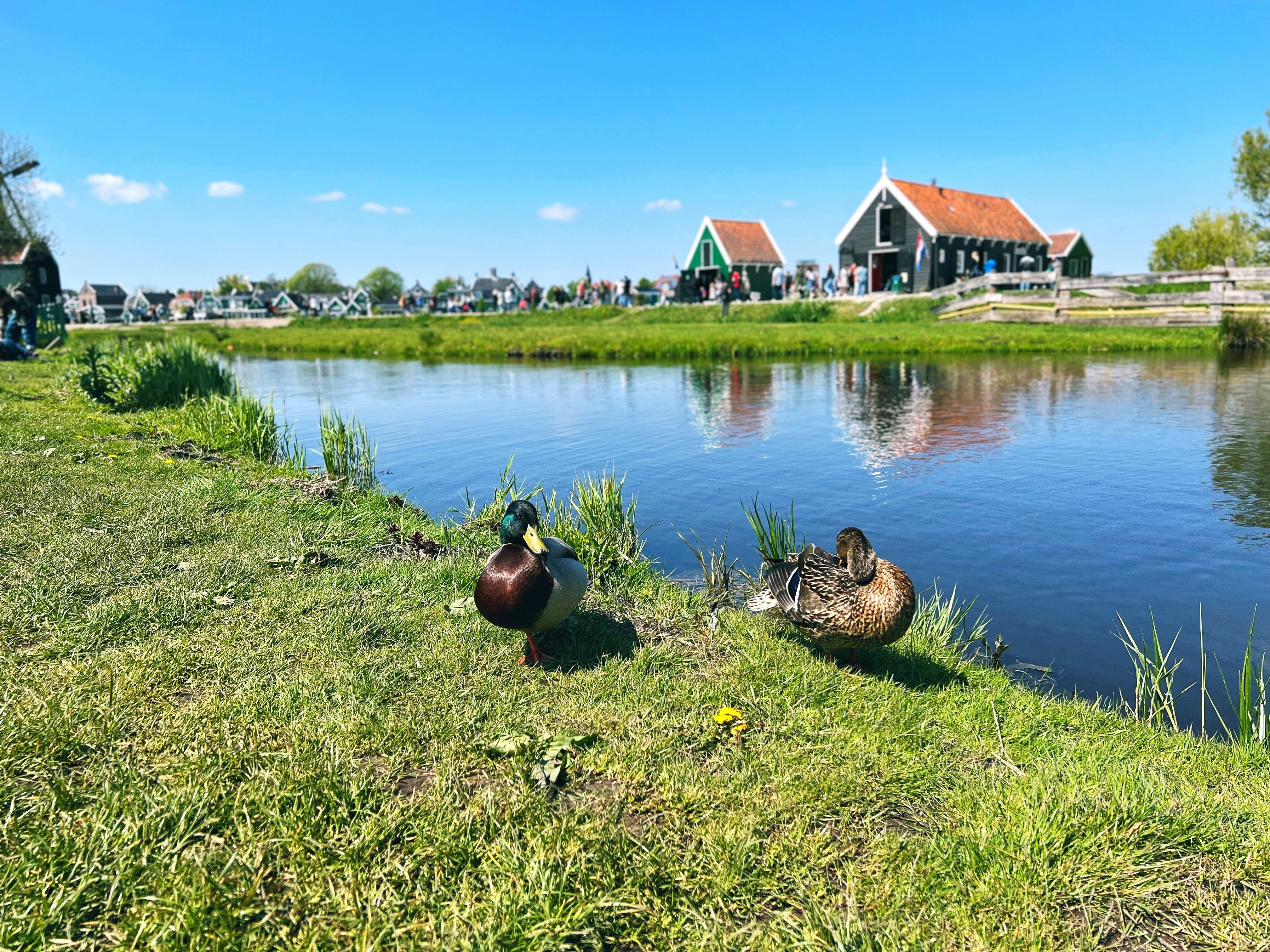 A couple of ducks in a grassy field by a body of water photo – Free The ...