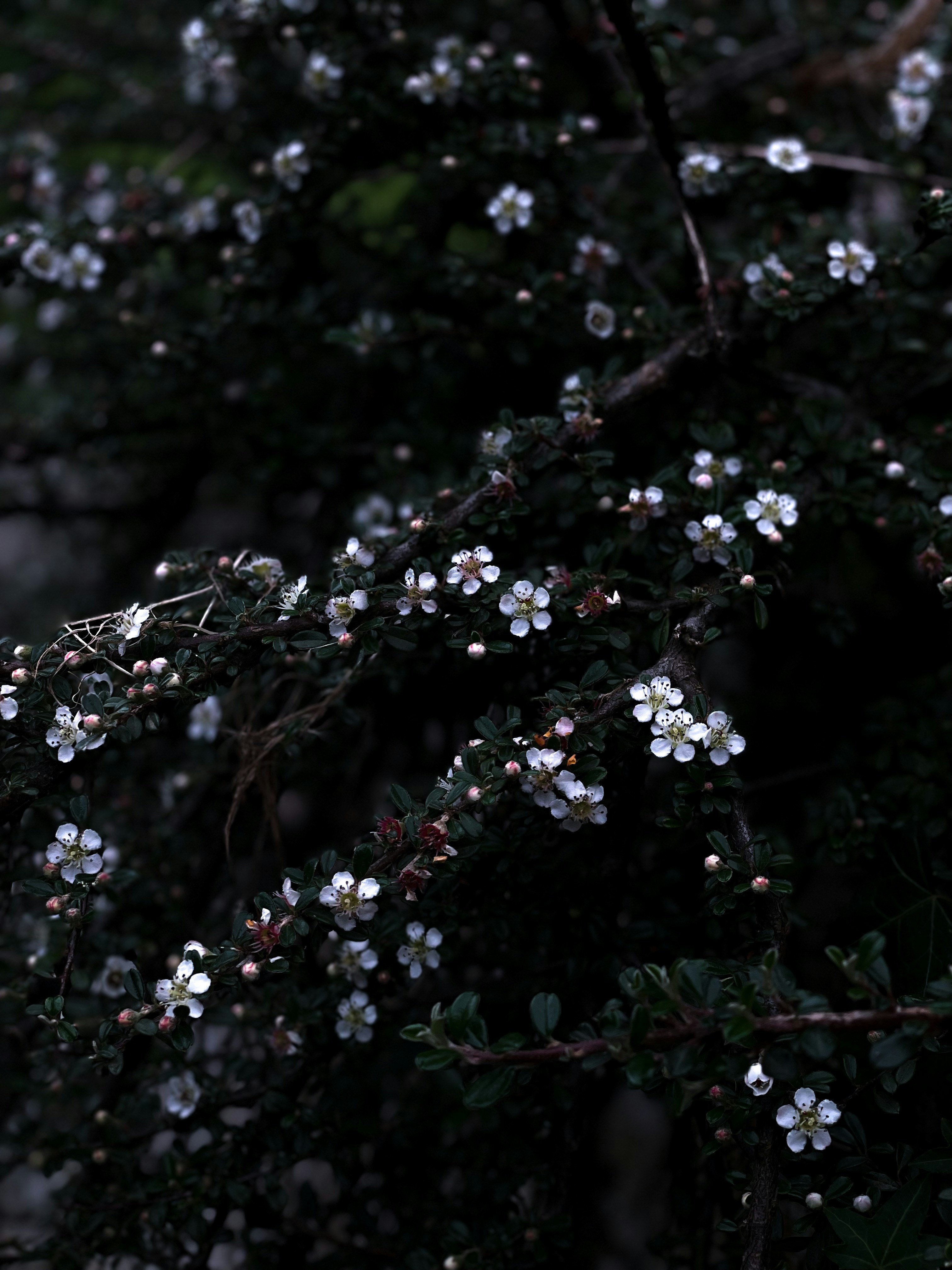 Nocturnal White: Delicate blooms threading a shadowed branch