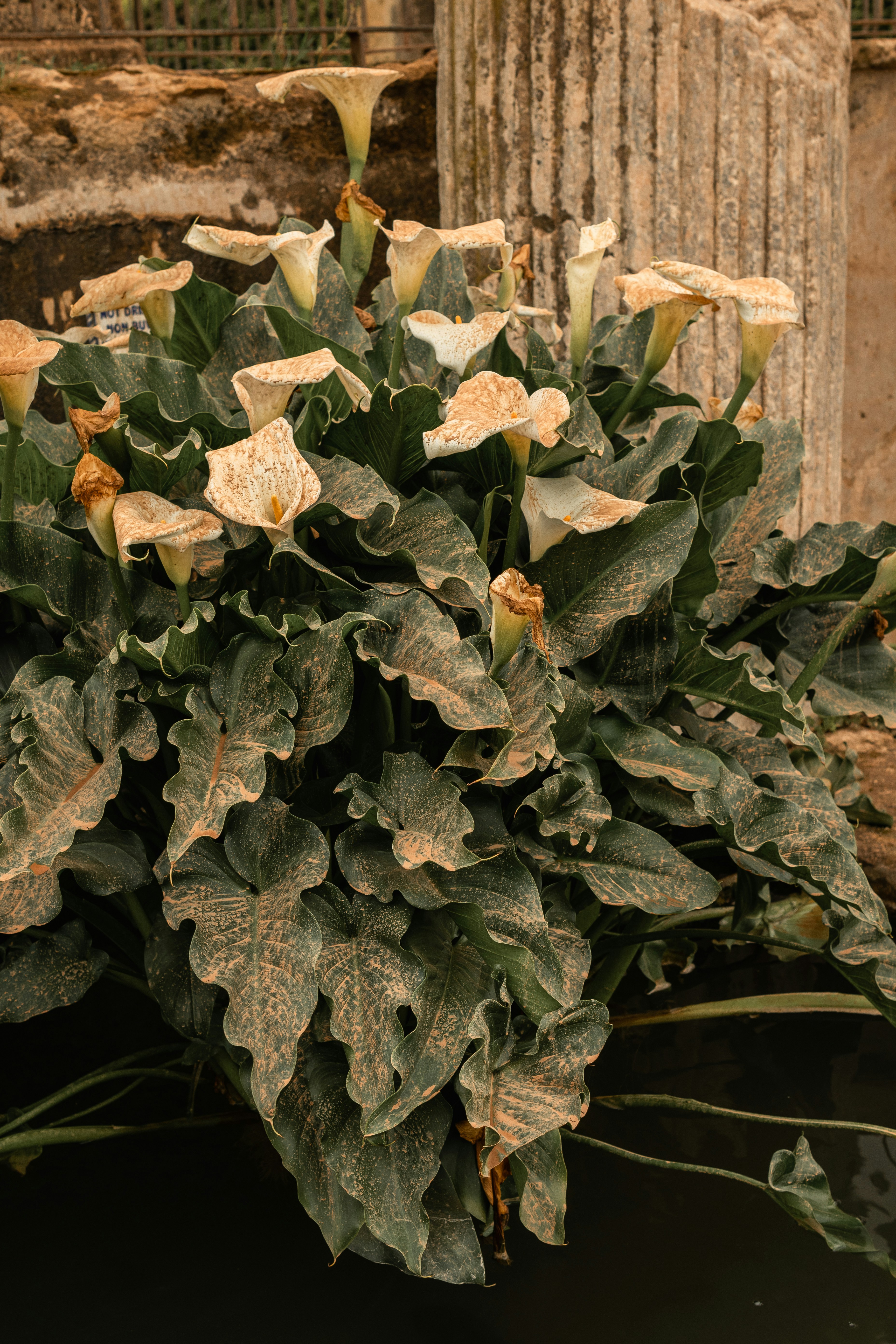 Ivory Calla Flowers Framed by Timeworn Columns