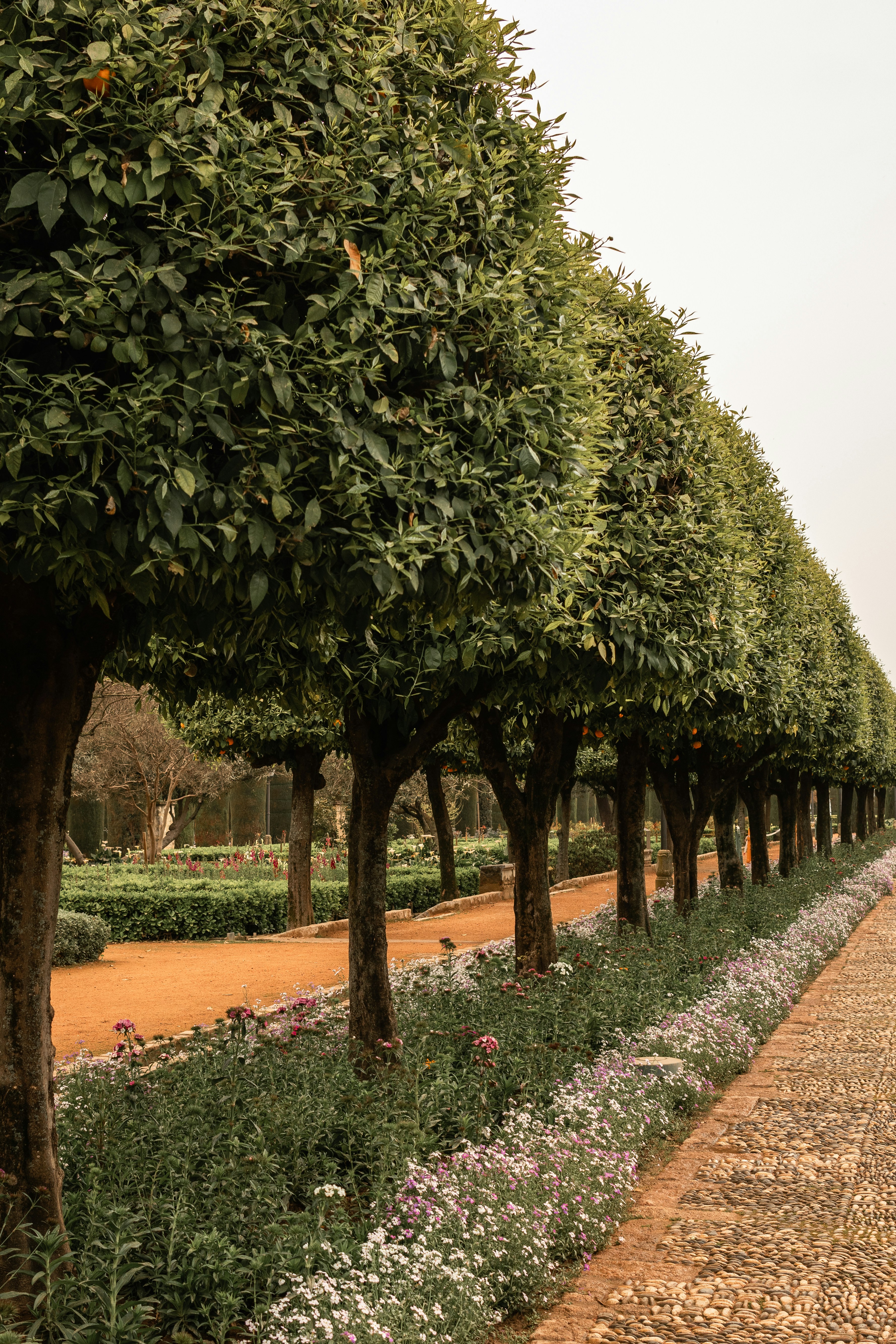 a path with trees and flowers on the side