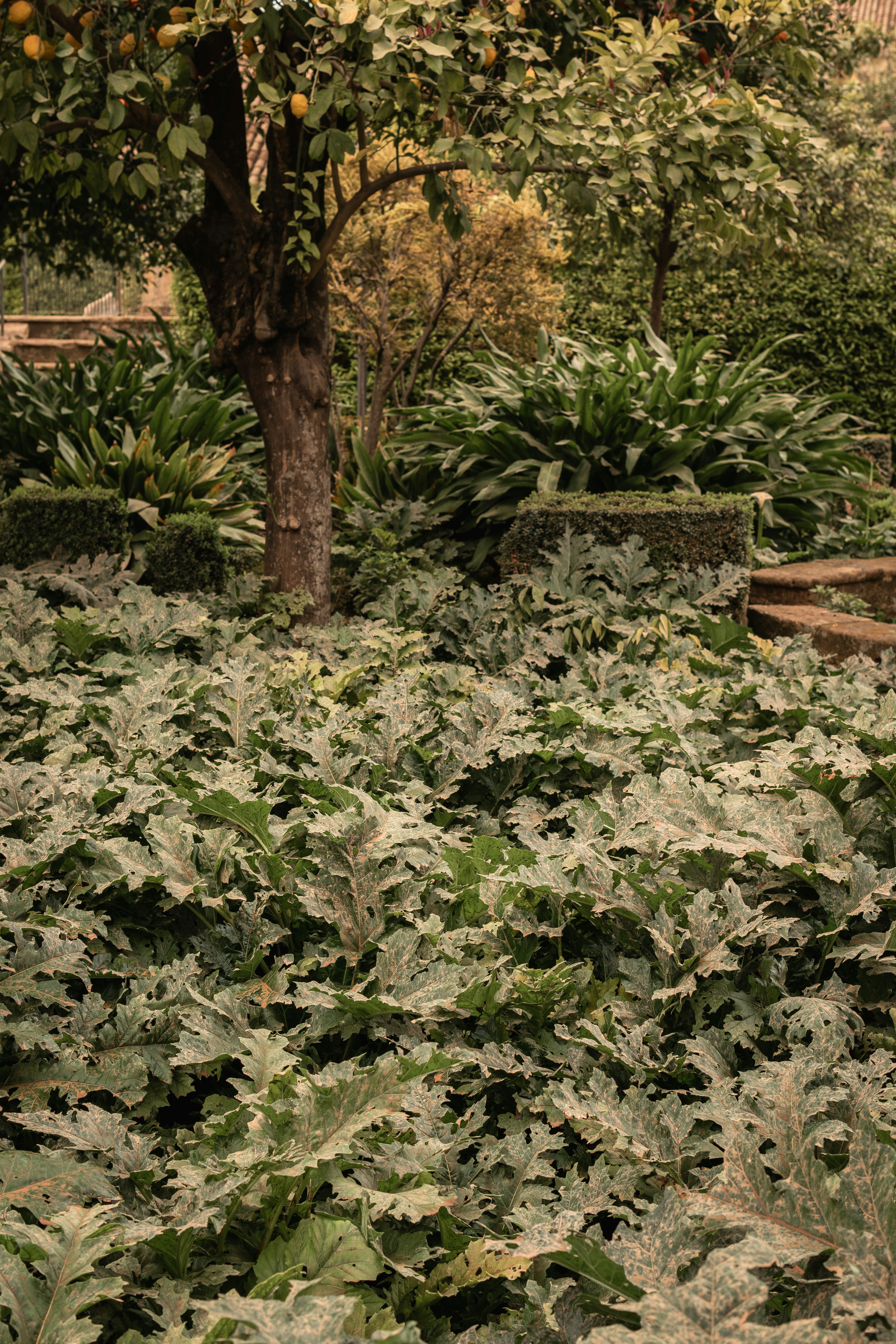 a garden with trees and plants