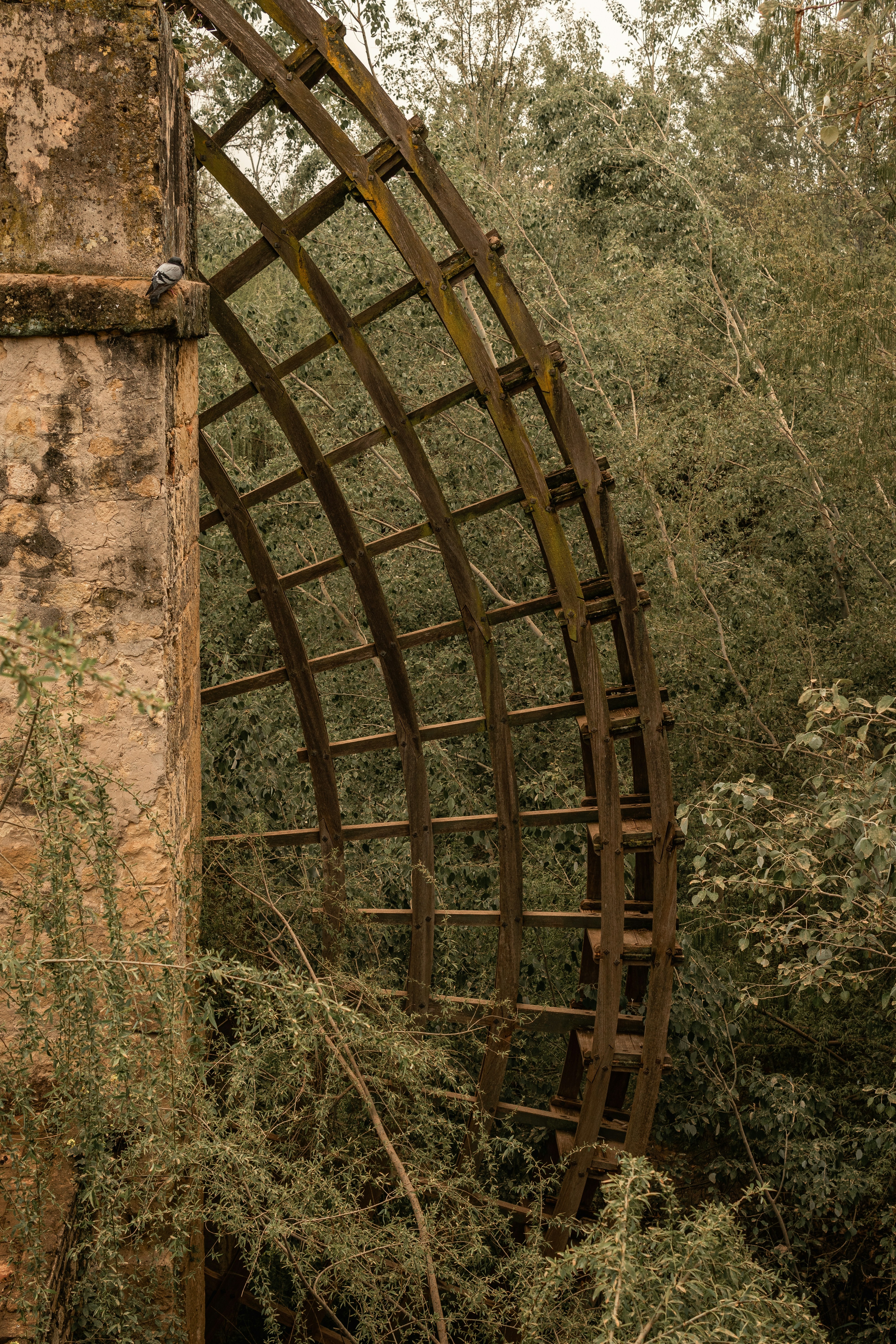 Circular rusted wheel frame peeking through overgrown brush