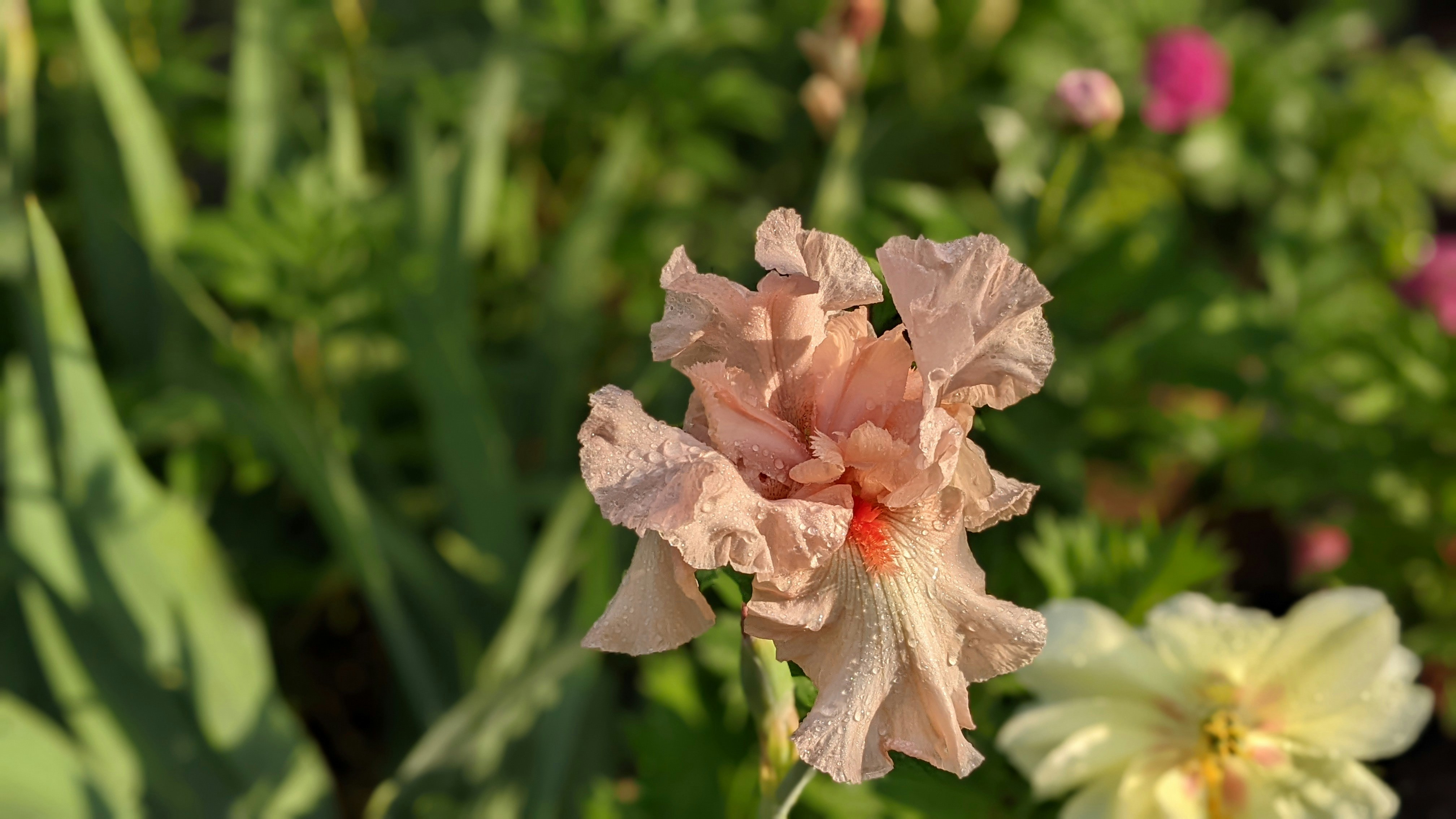 Whispering Petals in Sunlit Garden